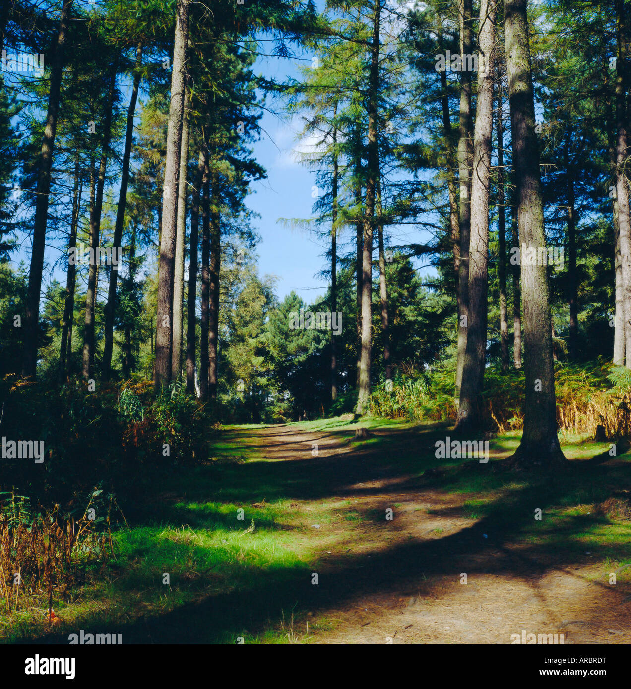 Edwinstowe hi-res stock photography and images - Alamy