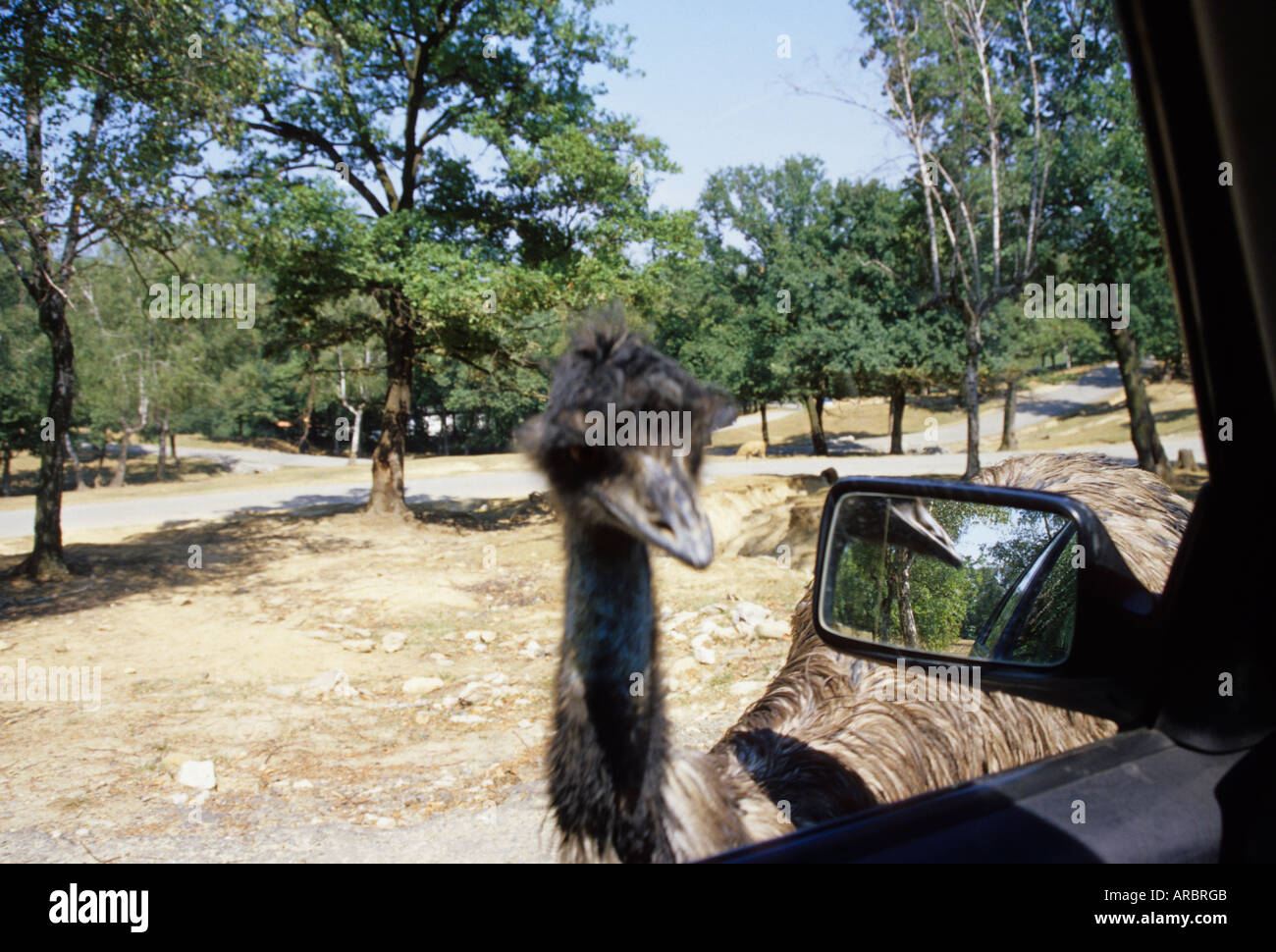 defocused Emu seen through the window of a car in a safari park Stock ...