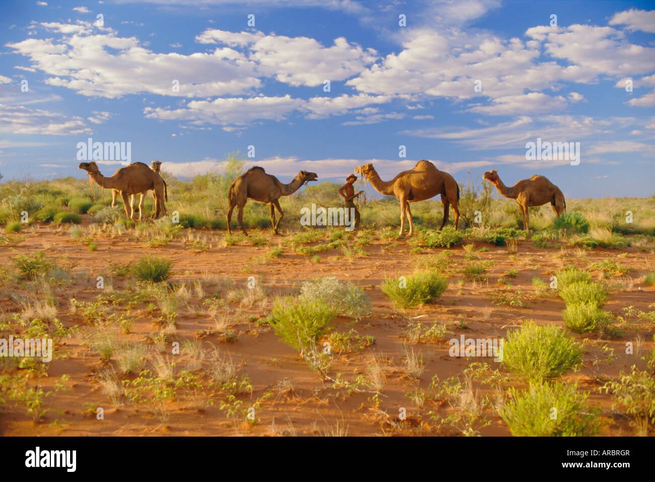 Australian desert animals hi-res stock photography and images - Alamy