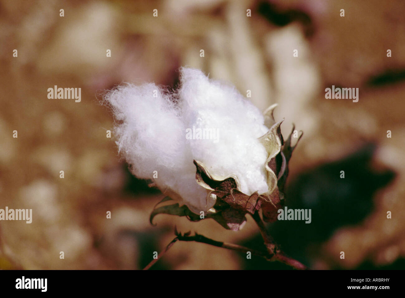 Mediterranean crop turkey hi-res stock photography and images - Alamy