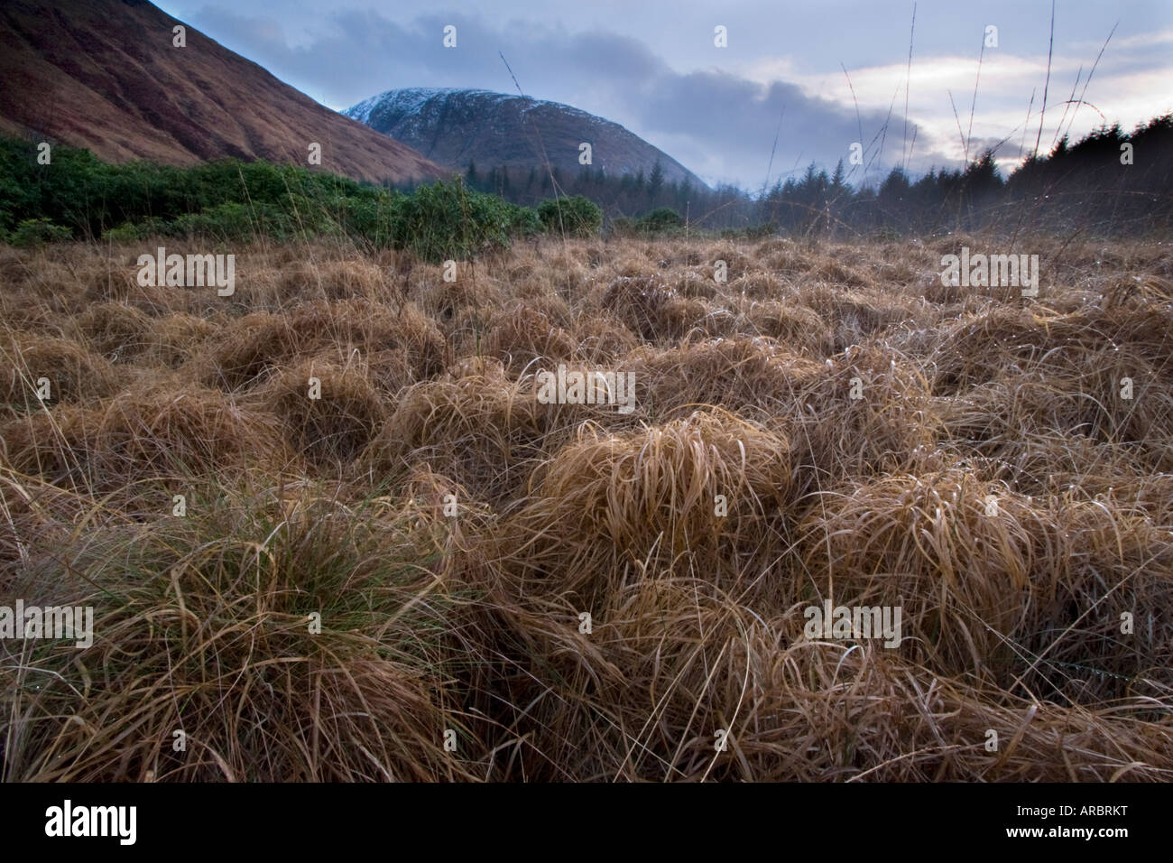 Tussocks hi-res stock photography and images - Alamy