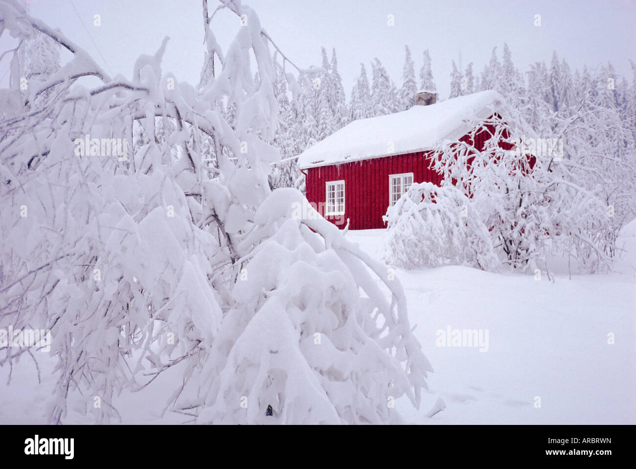 Oslo nordmarka forest hi-res stock photography and images - Alamy