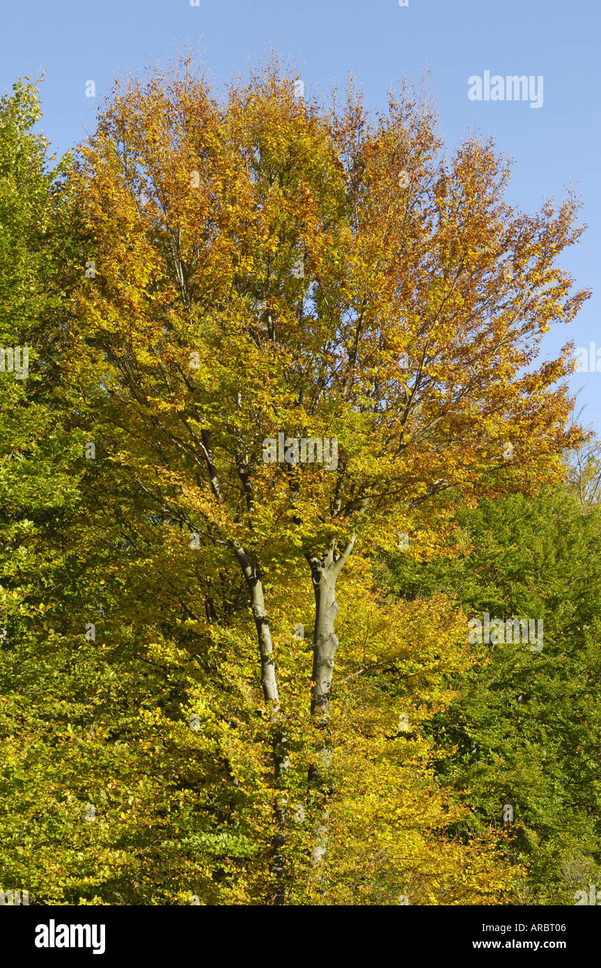 Beech town hi-res stock photography and images - Alamy