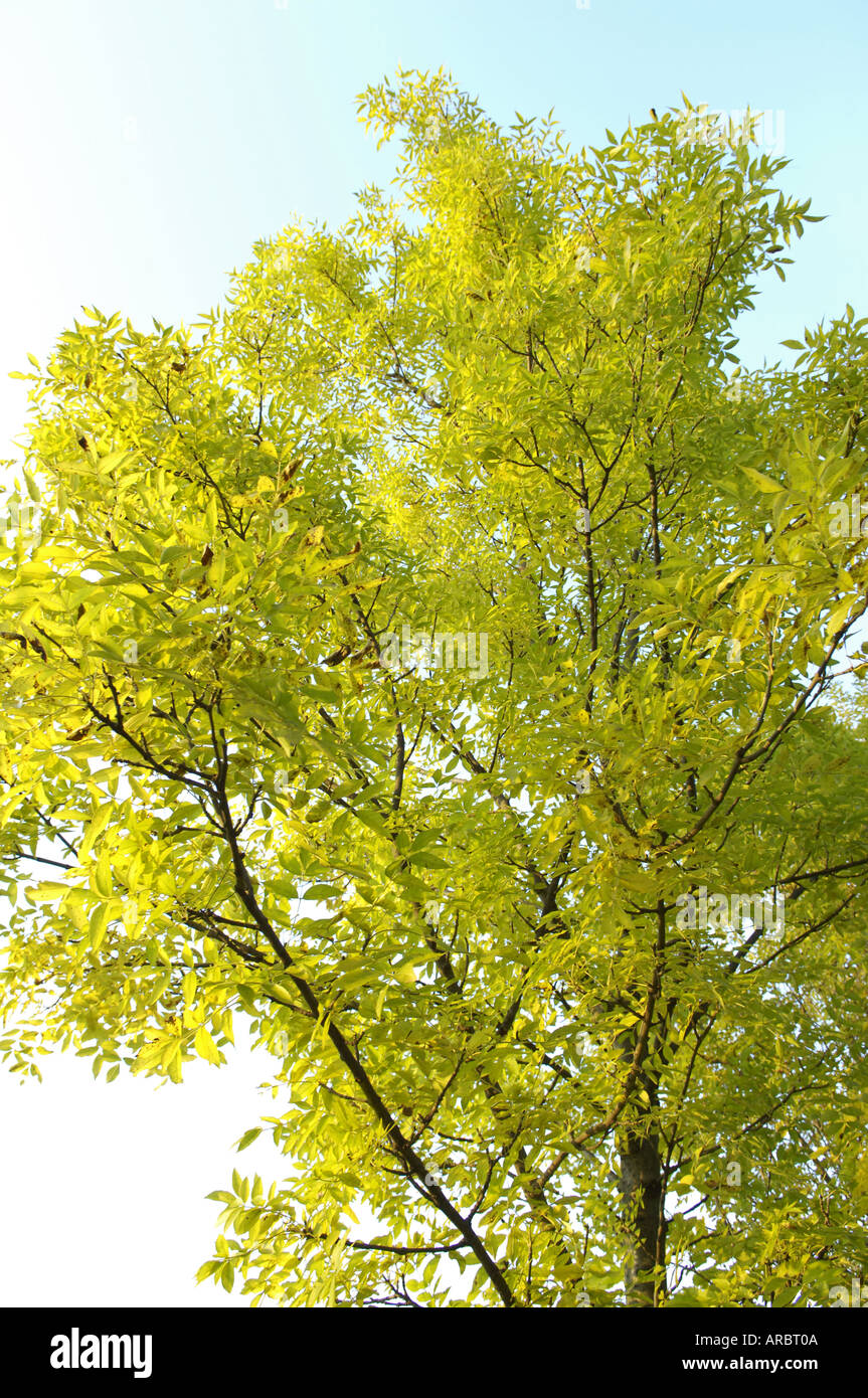 ash tree, fraxinus Stock Photo - Alamy