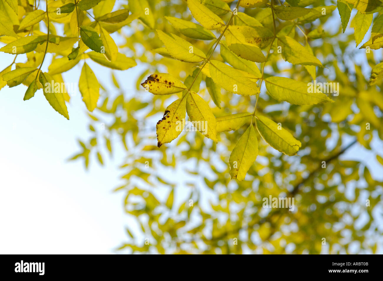 ash tree, fraxinus Stock Photo - Alamy