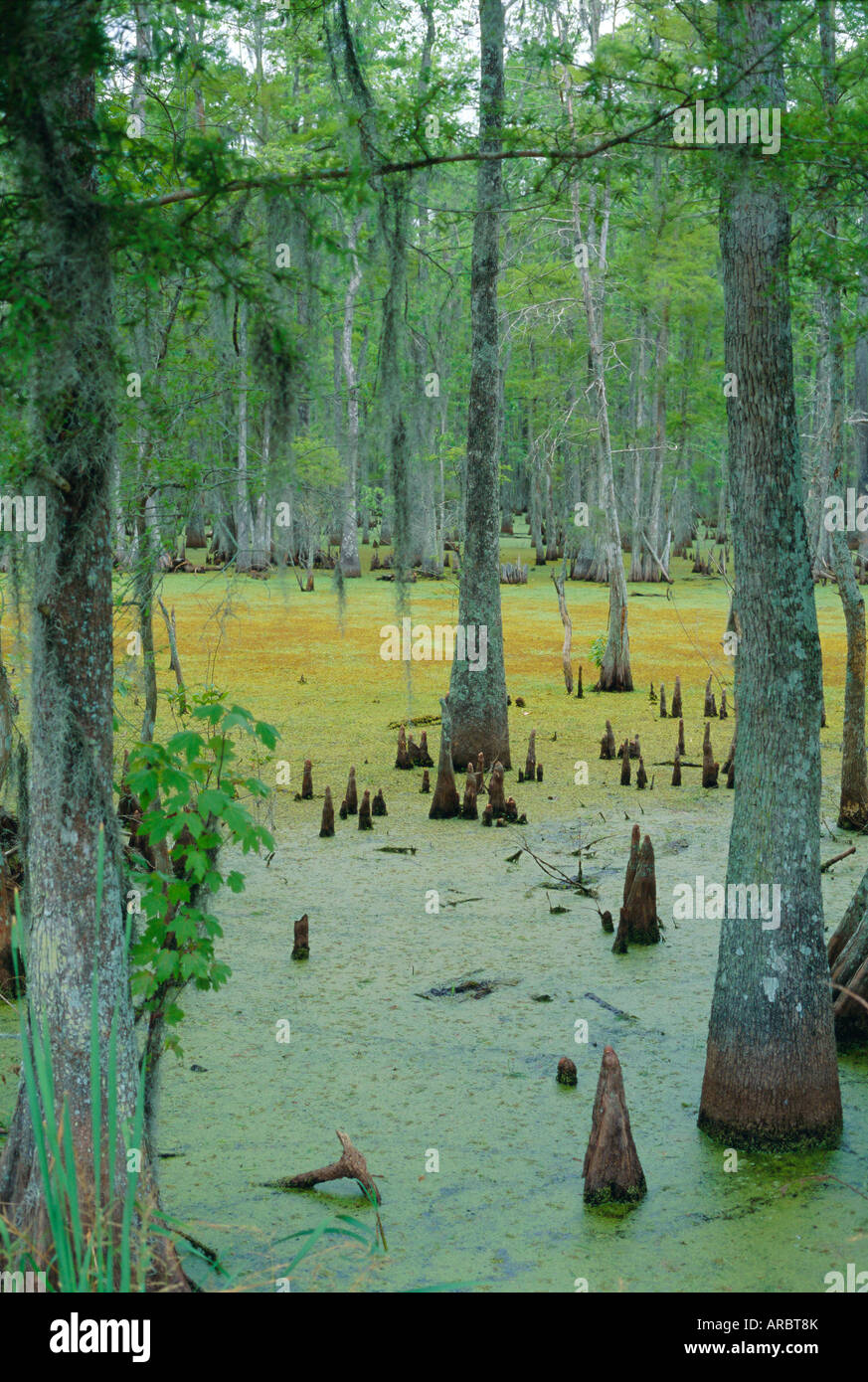 Atchatalaya swamp hi-res stock photography and images - Alamy