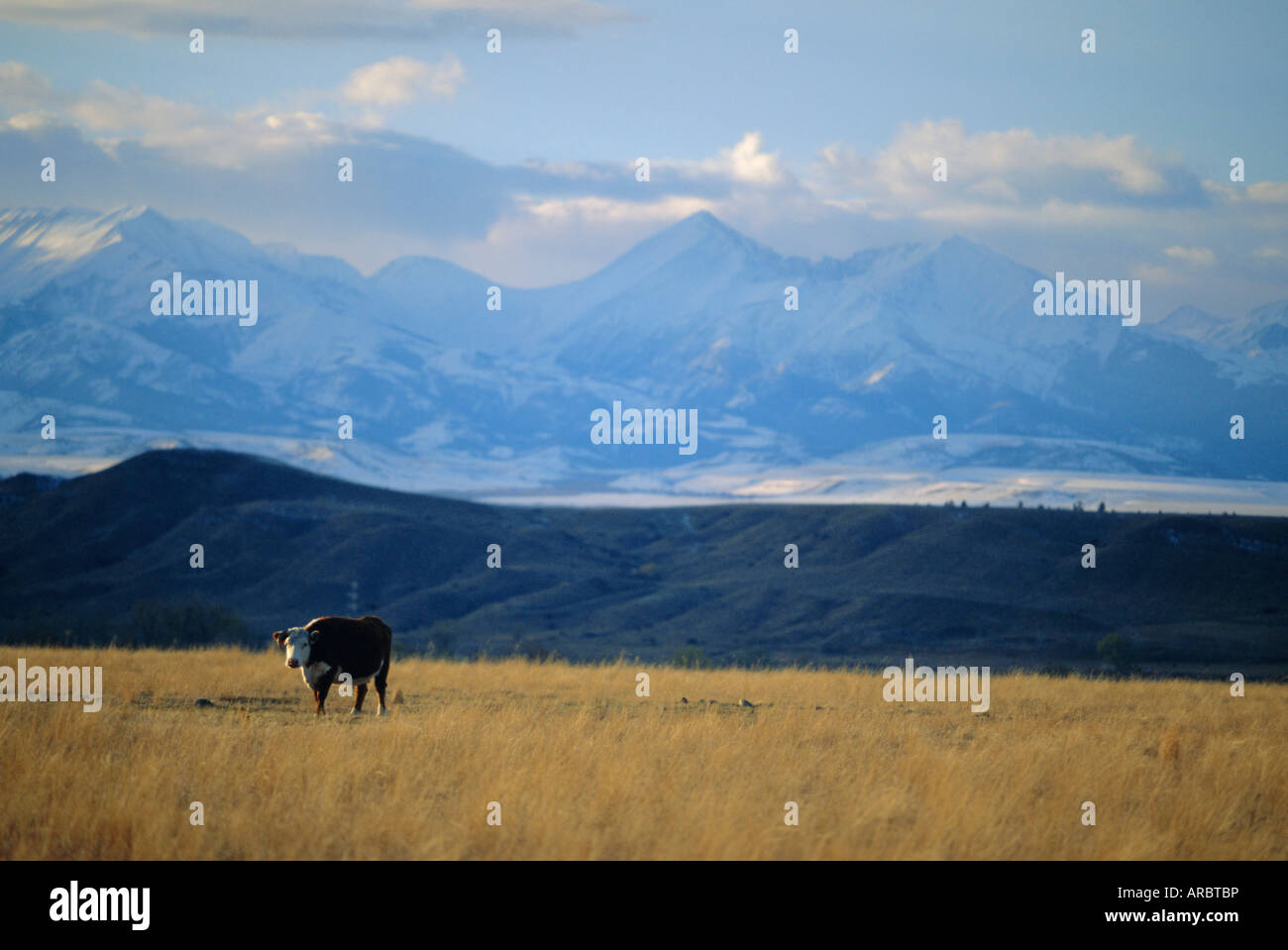 Big timber montana hi-res stock photography and images - Alamy