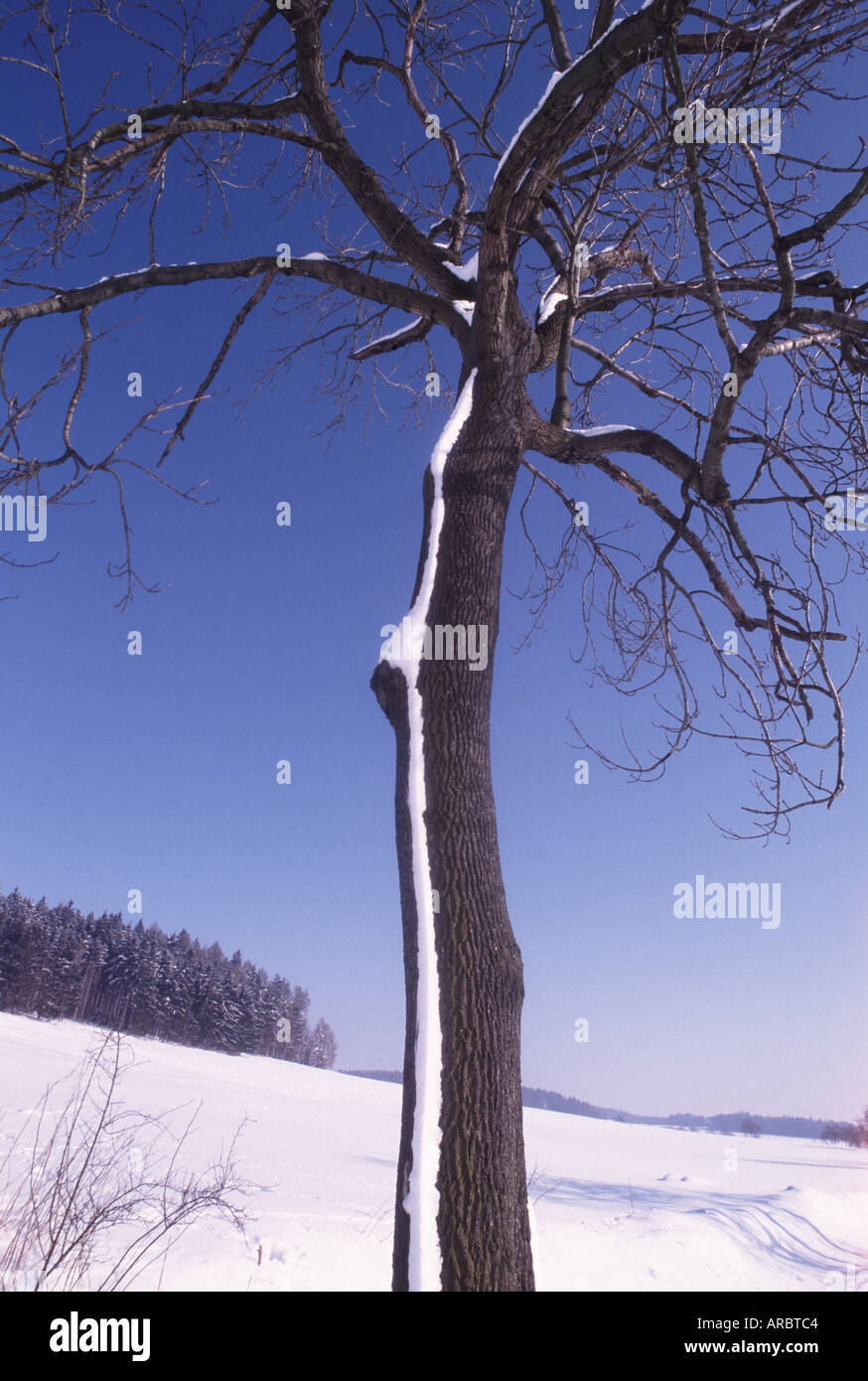 side of tree covered by snow Stock Photo - Alamy