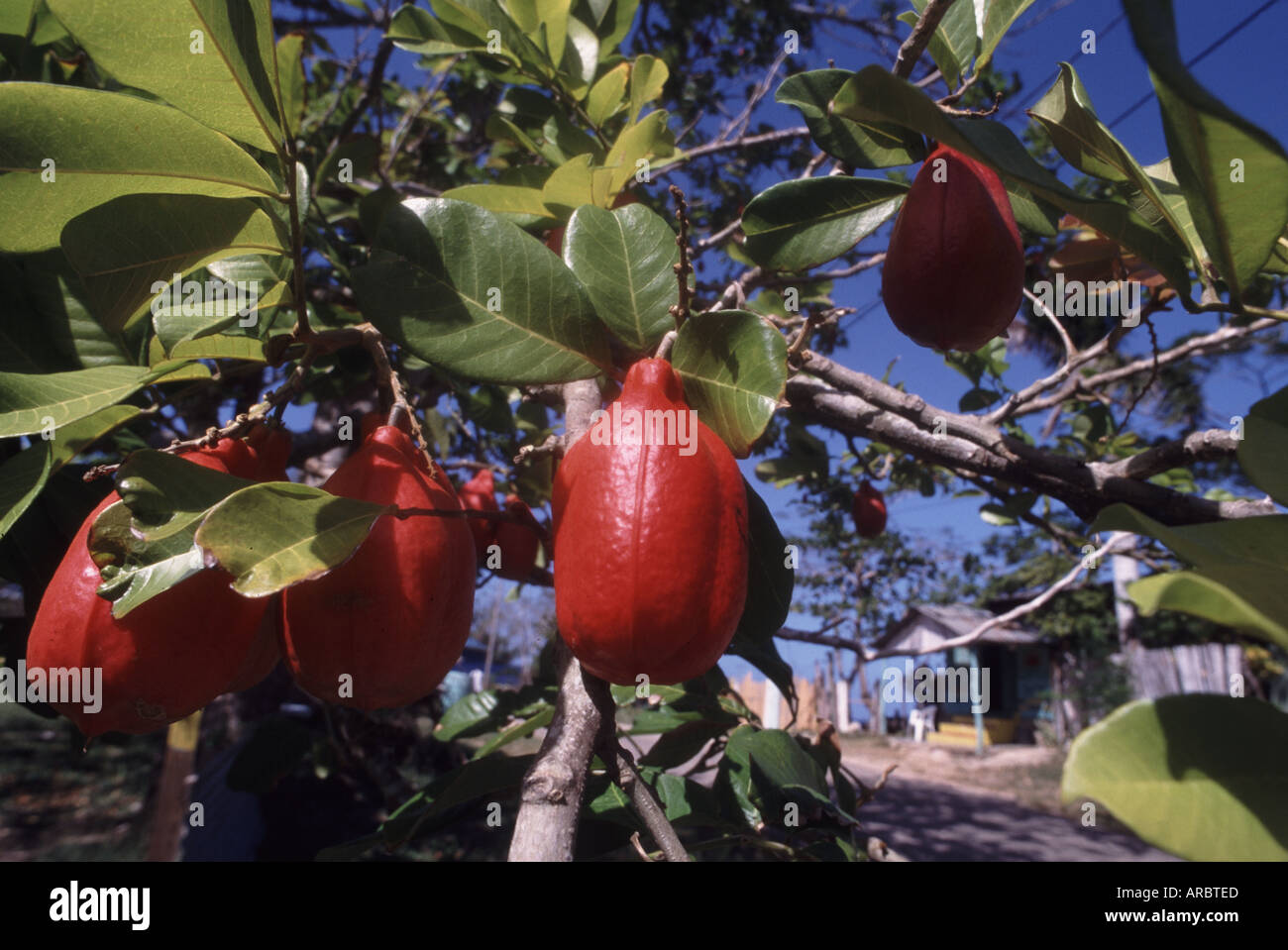 Ackee fruit hi-res stock photography and images - Alamy