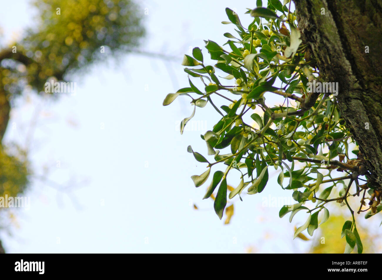 mistletoe, viscum album Stock Photo - Alamy