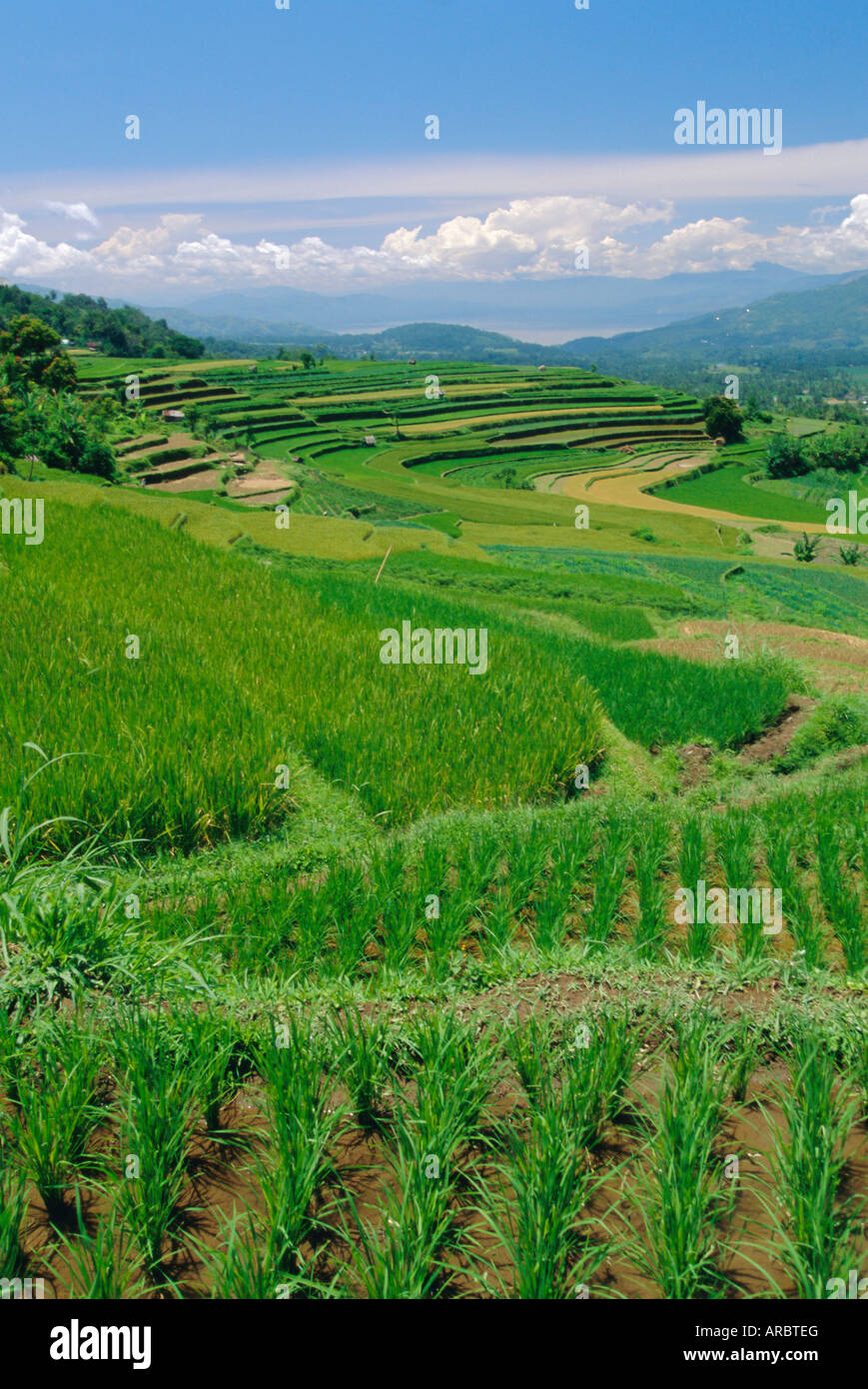 Rice terraces of the Minangkabau, a local matrilineal indigenous ethnic ...