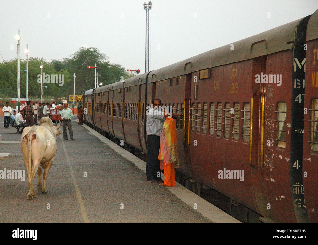 Cow station and train hi-res stock photography and images - Alamy