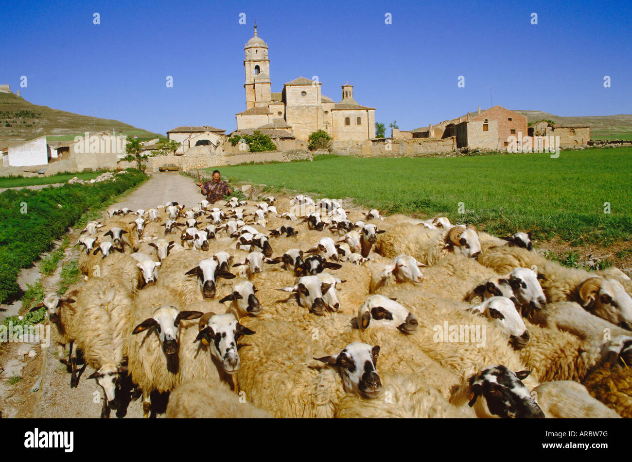 Person sheep shepherd spain hi-res stock photography and images - Alamy