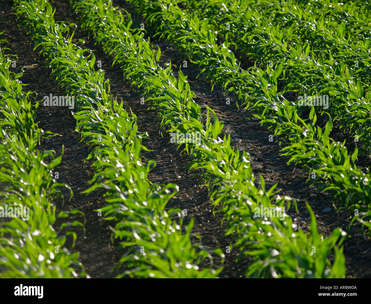 Agricultural land reform hi-res stock photography and images - Alamy