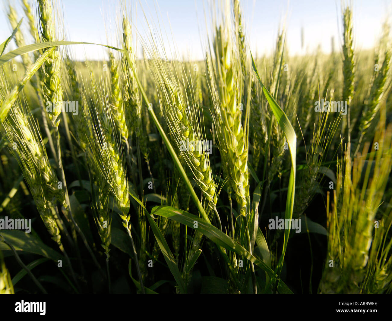 Agricultural subsidy hi-res stock photography and images - Alamy