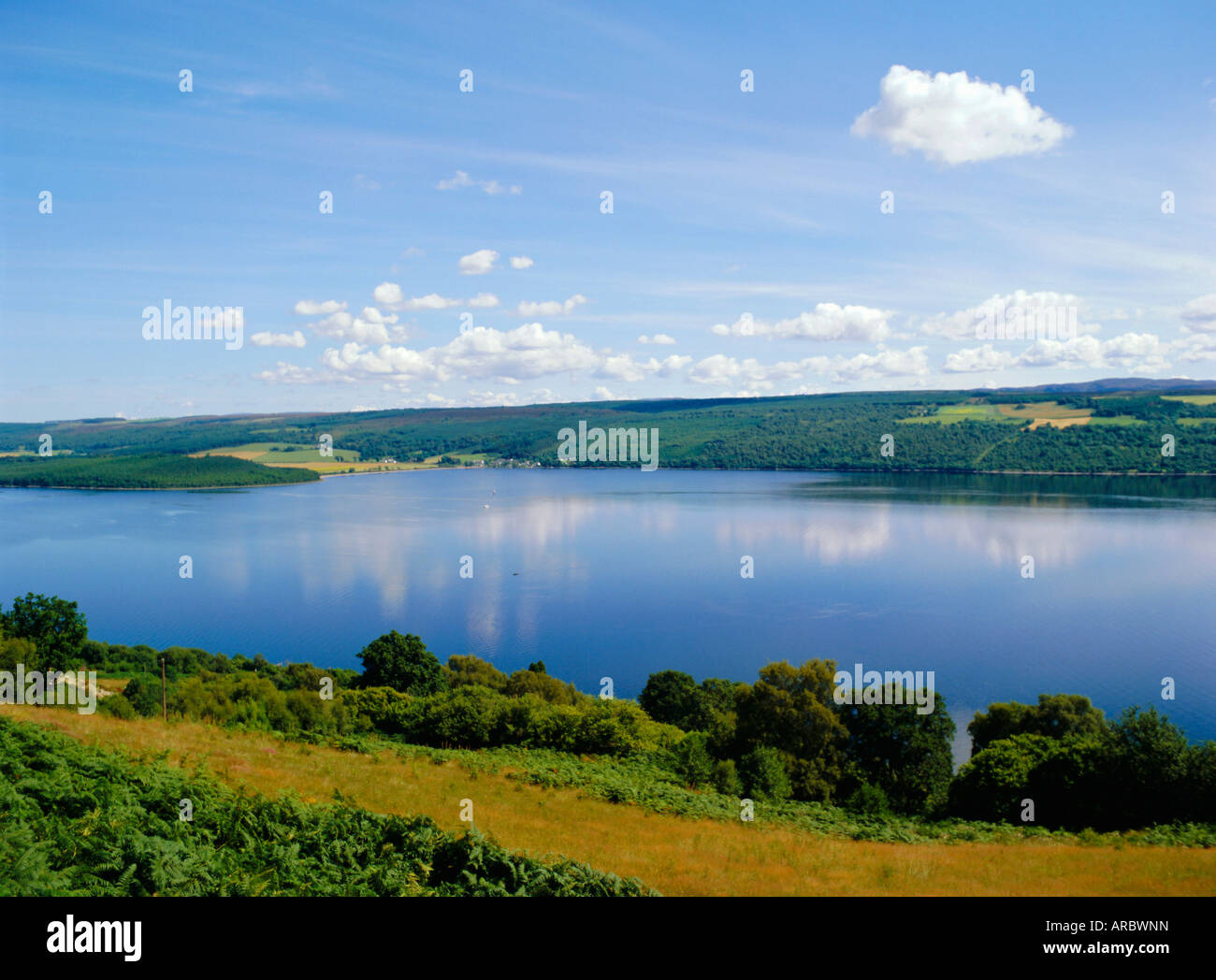 Abriachan tree hi-res stock photography and images - Alamy