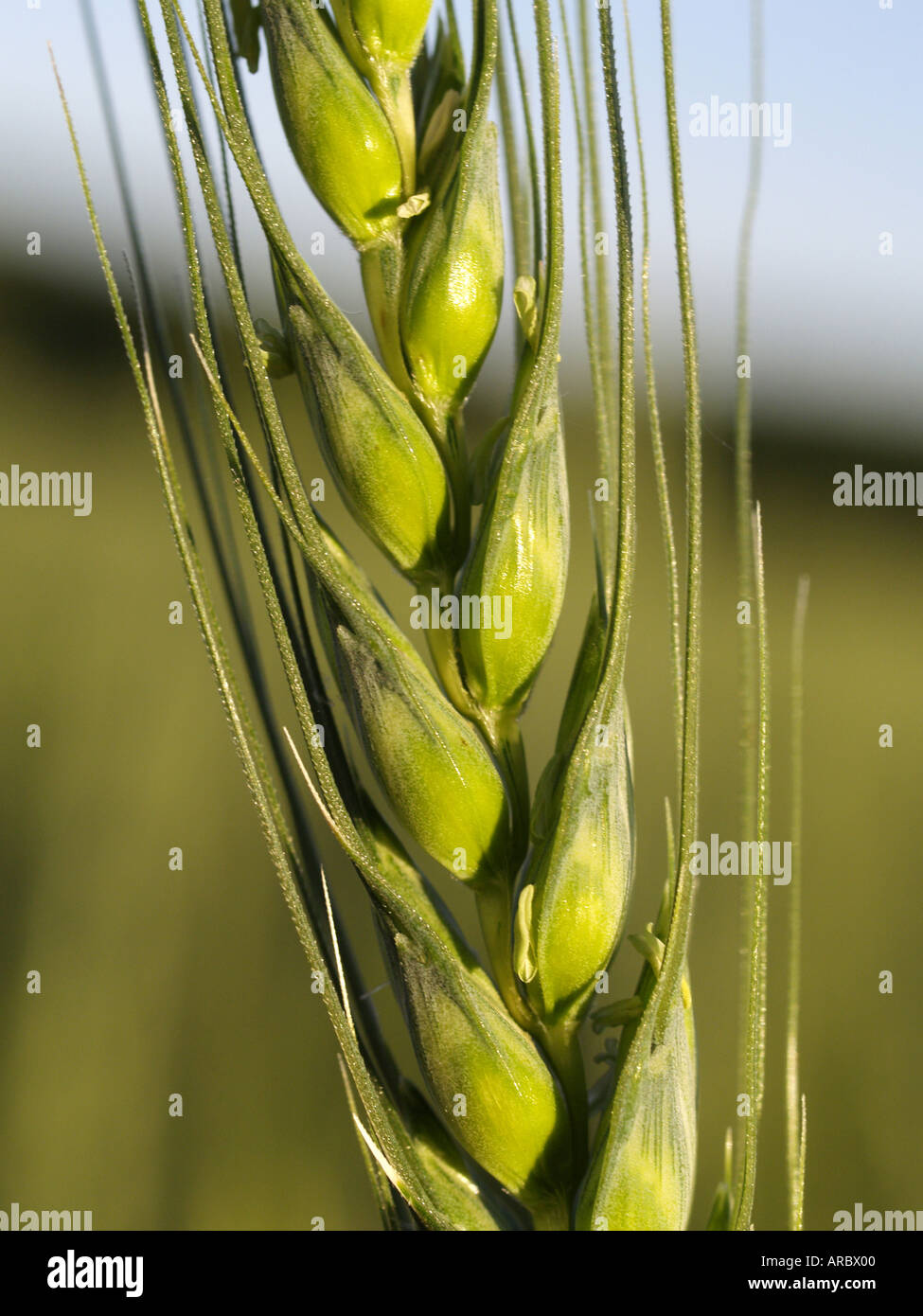 Characteristic spike hi-res stock photography and images - Alamy