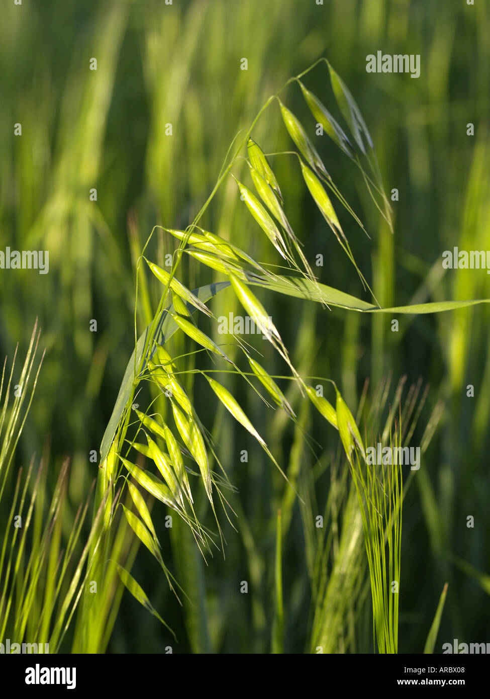 Characteristic spike hi-res stock photography and images - Alamy