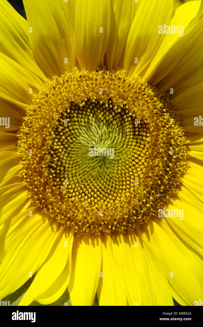 Radiate positive hi-res stock photography and images - Alamy