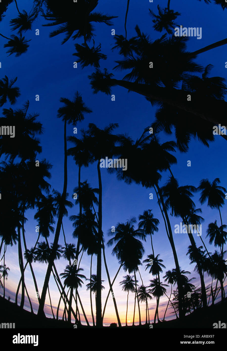 palm trees at dusk Mullins Bay West Coast Barbados Stock Photo - Alamy