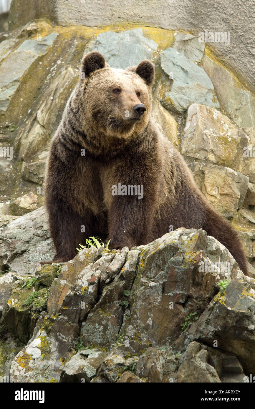 Zoo greece hi-res stock photography and images - Alamy