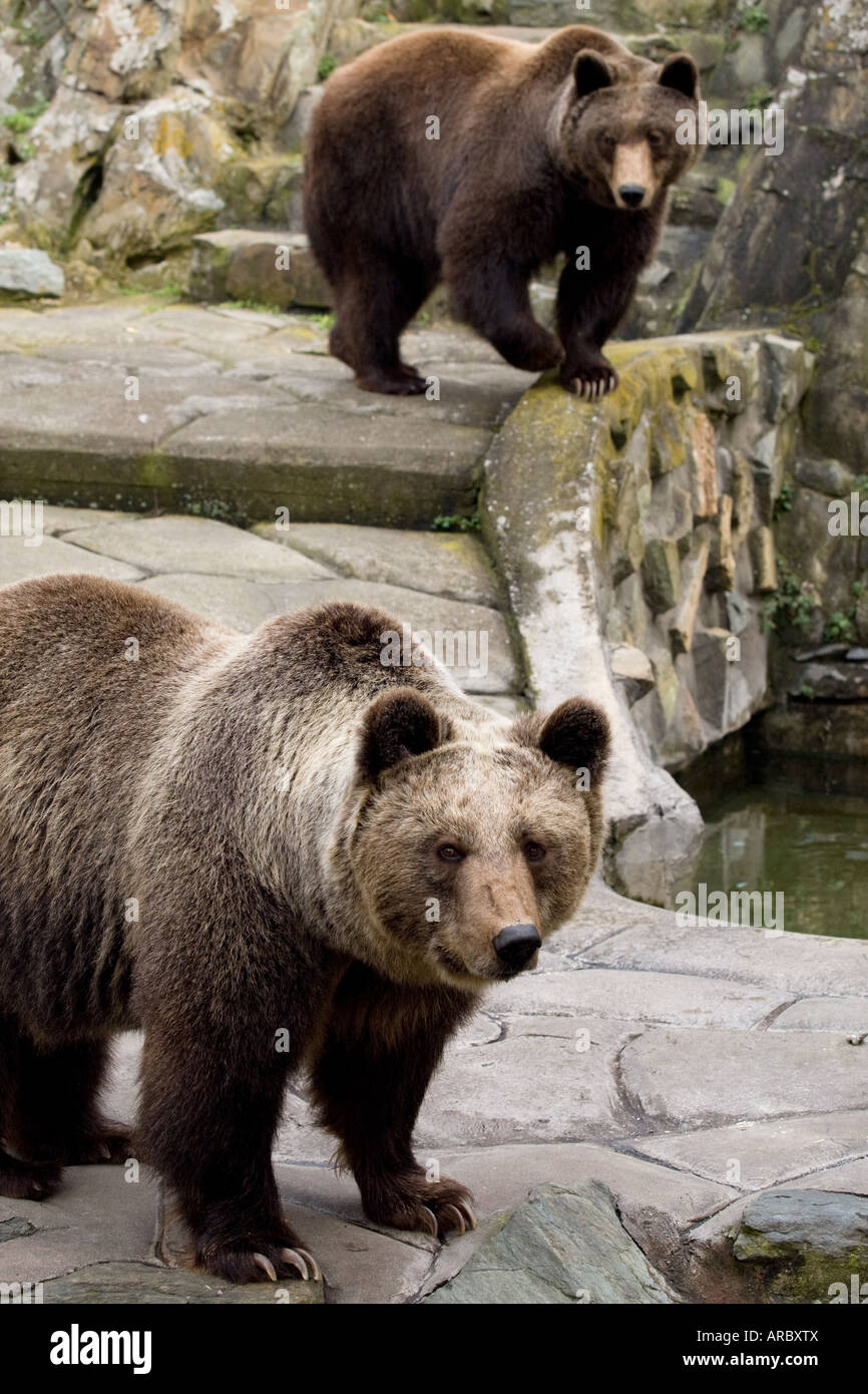 brown bears in greece Stock Photo - Alamy