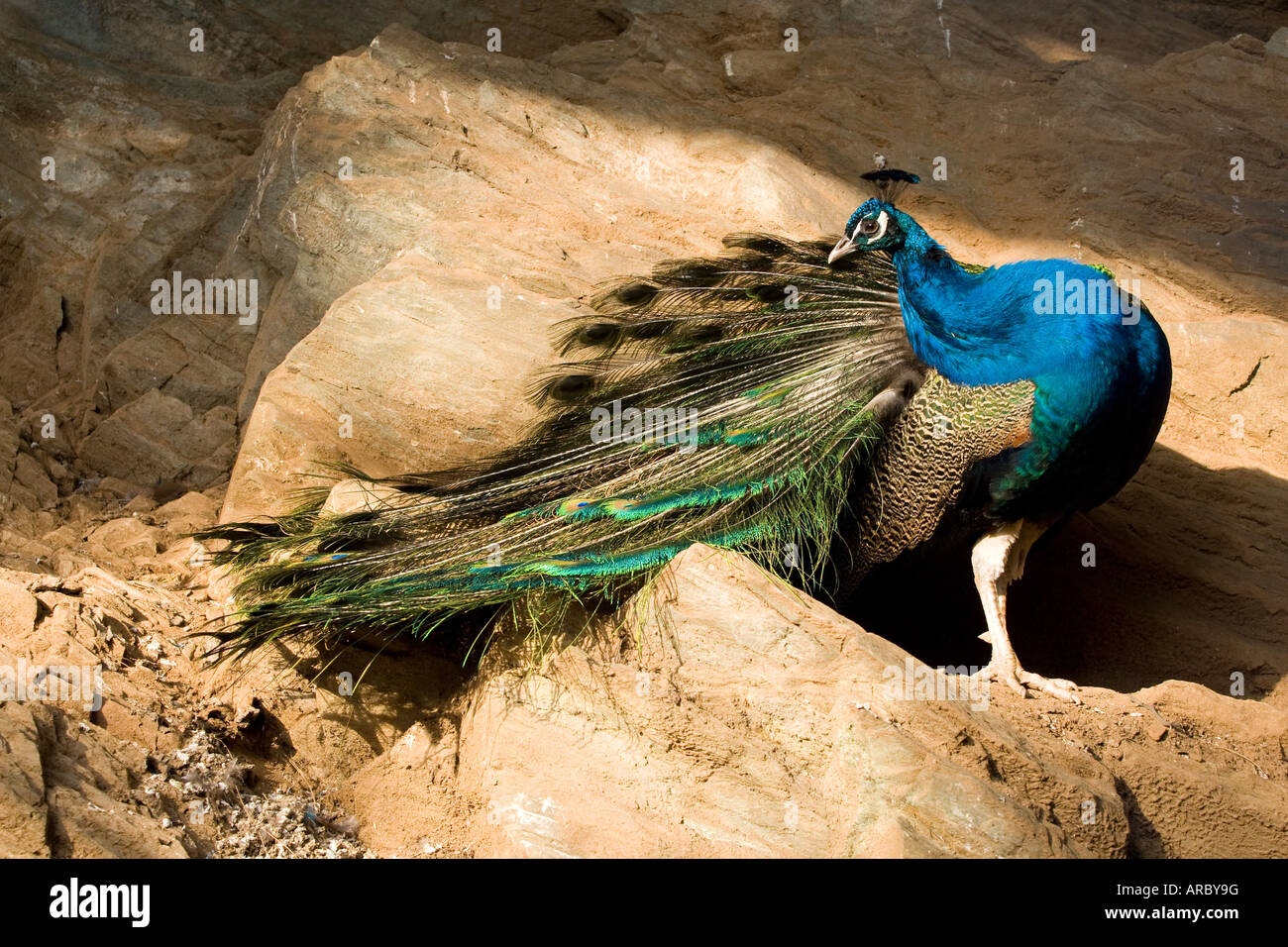 Peacock animals hi-res stock photography and images - Alamy