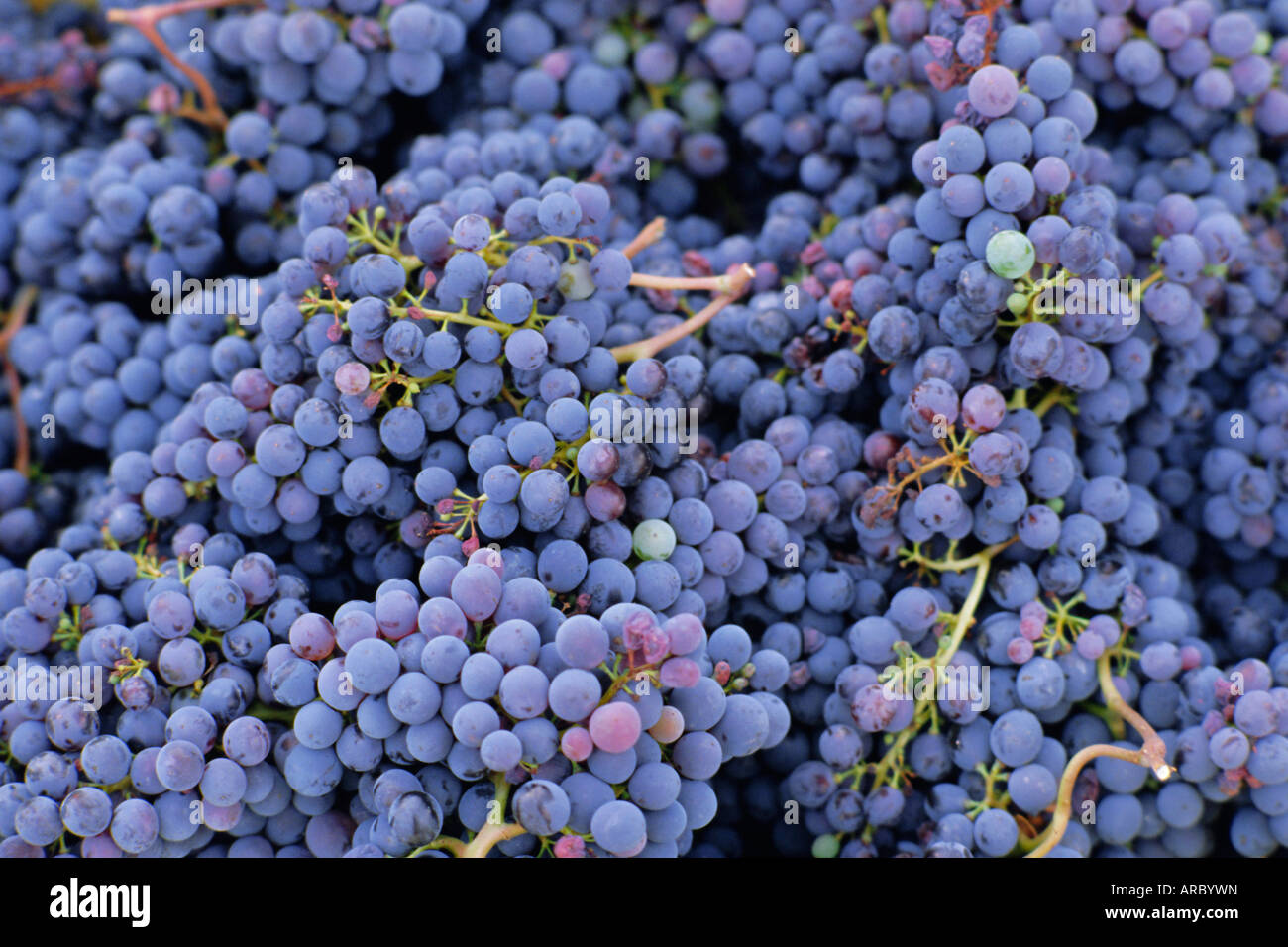 Close-up of Sangiovese grapes for Chianti, Greve, Chianti Classico ...