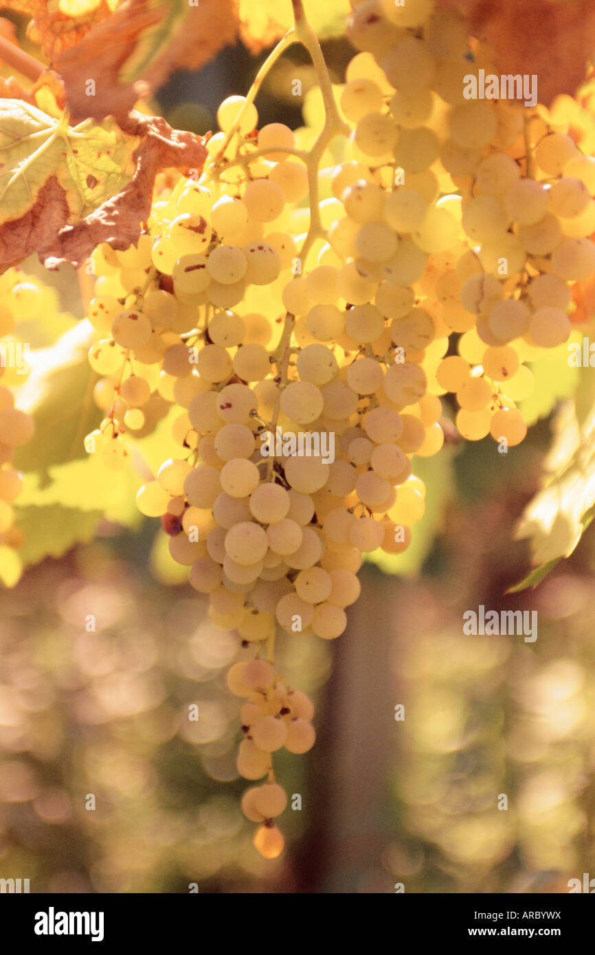 Lazio vineyard hi-res stock photography and images - Alamy