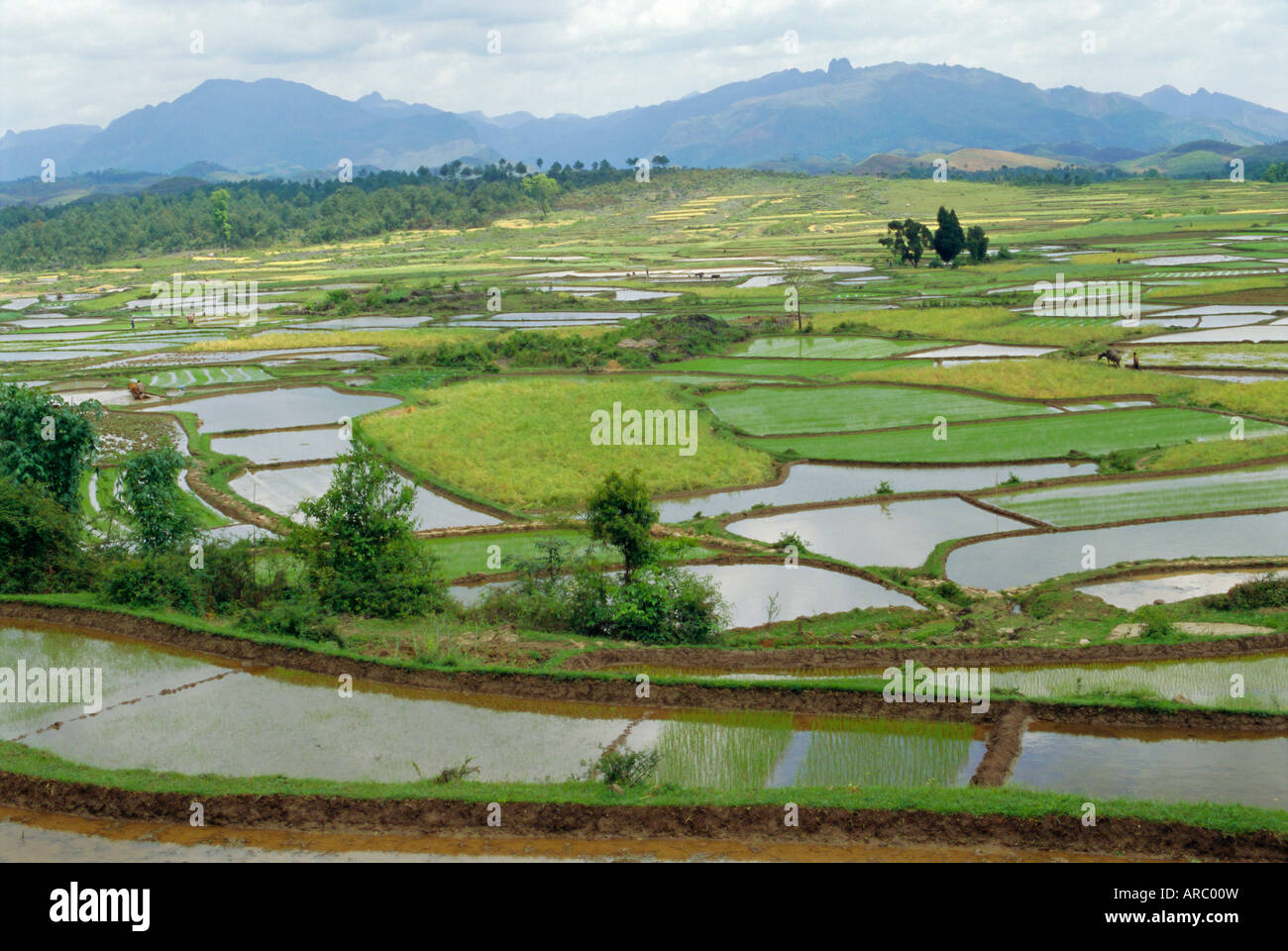 Sandu hi-res stock photography and images - Alamy