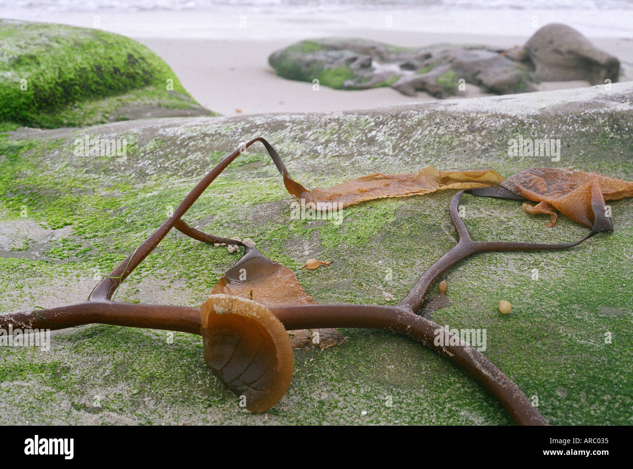 Seaweed bulb hi-res stock photography and images - Alamy