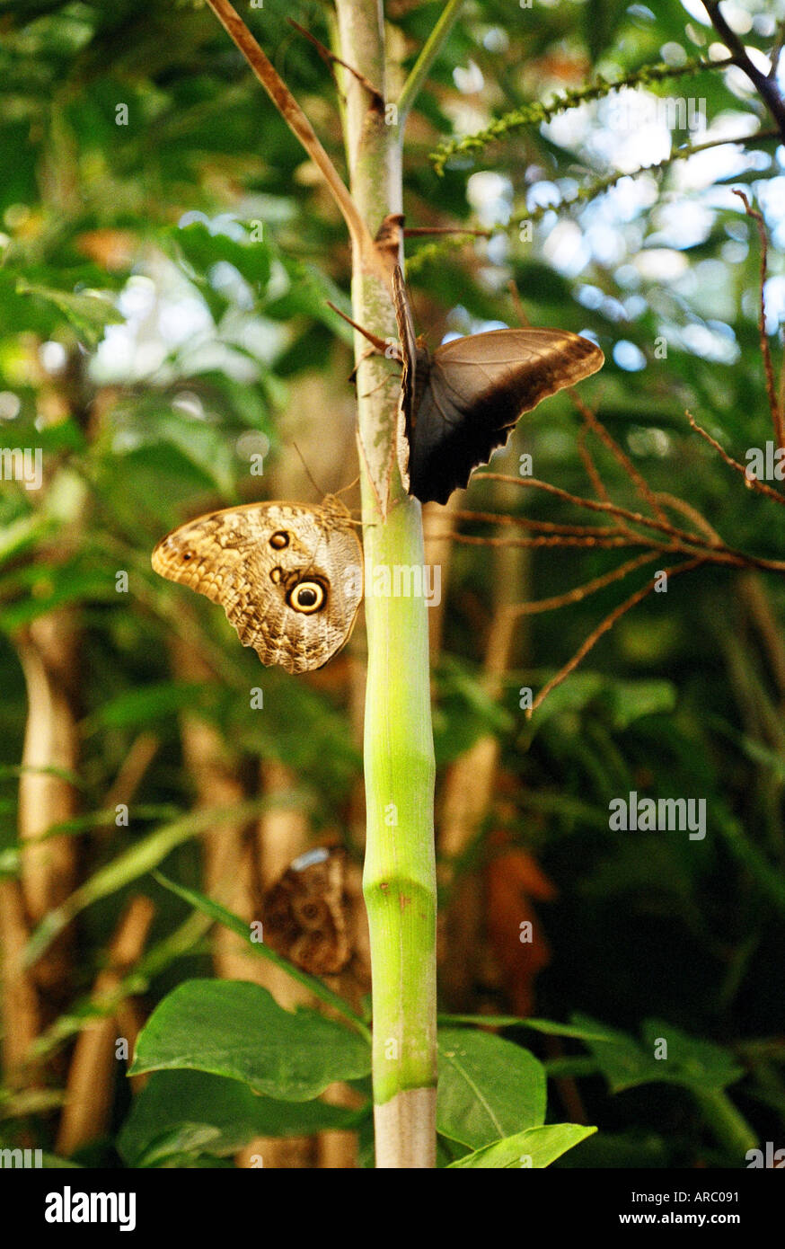 Close up magnificent owl butterfly hi-res stock photography and images ...