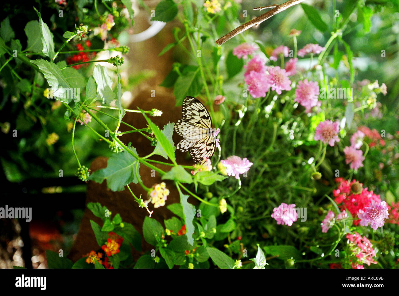 Magnificent swallowtail hi-res stock photography and images - Alamy
