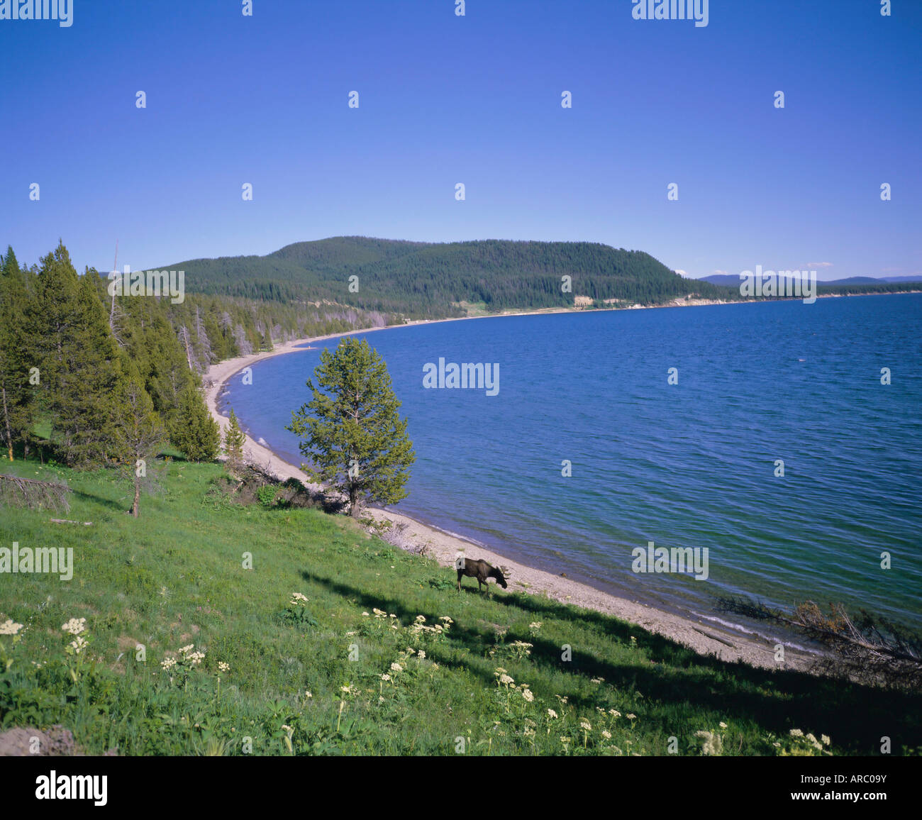 Yellowstone lake hi-res stock photography and images - Alamy