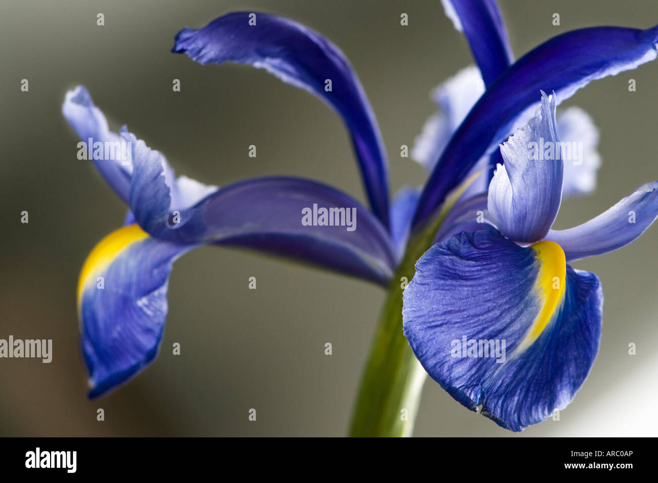 Dutch iris bulb hi-res stock photography and images - Alamy