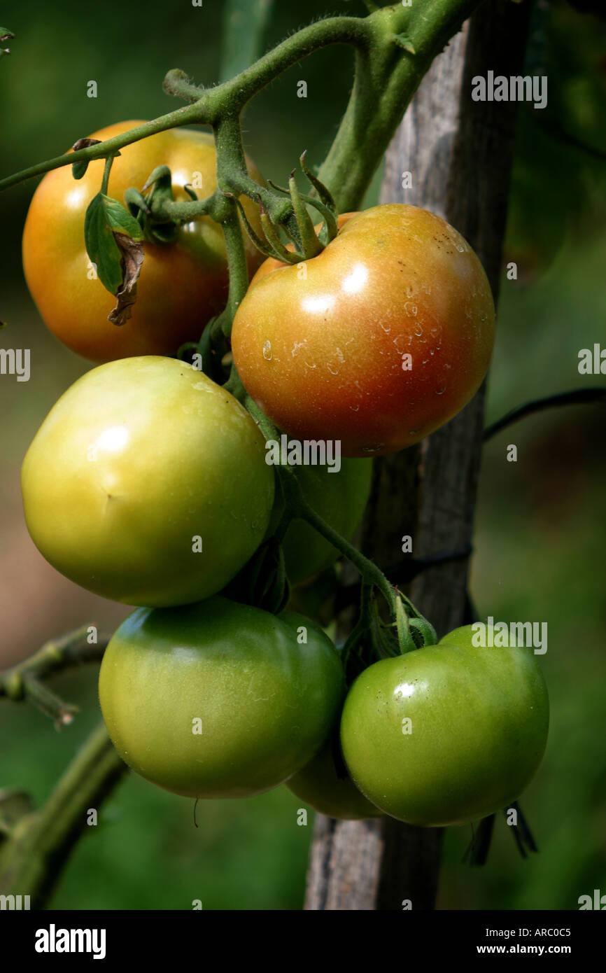 Organically grown tomatoes ripen on a vine at Narrabeen on Sydney s northern beaches Stock Photo ...