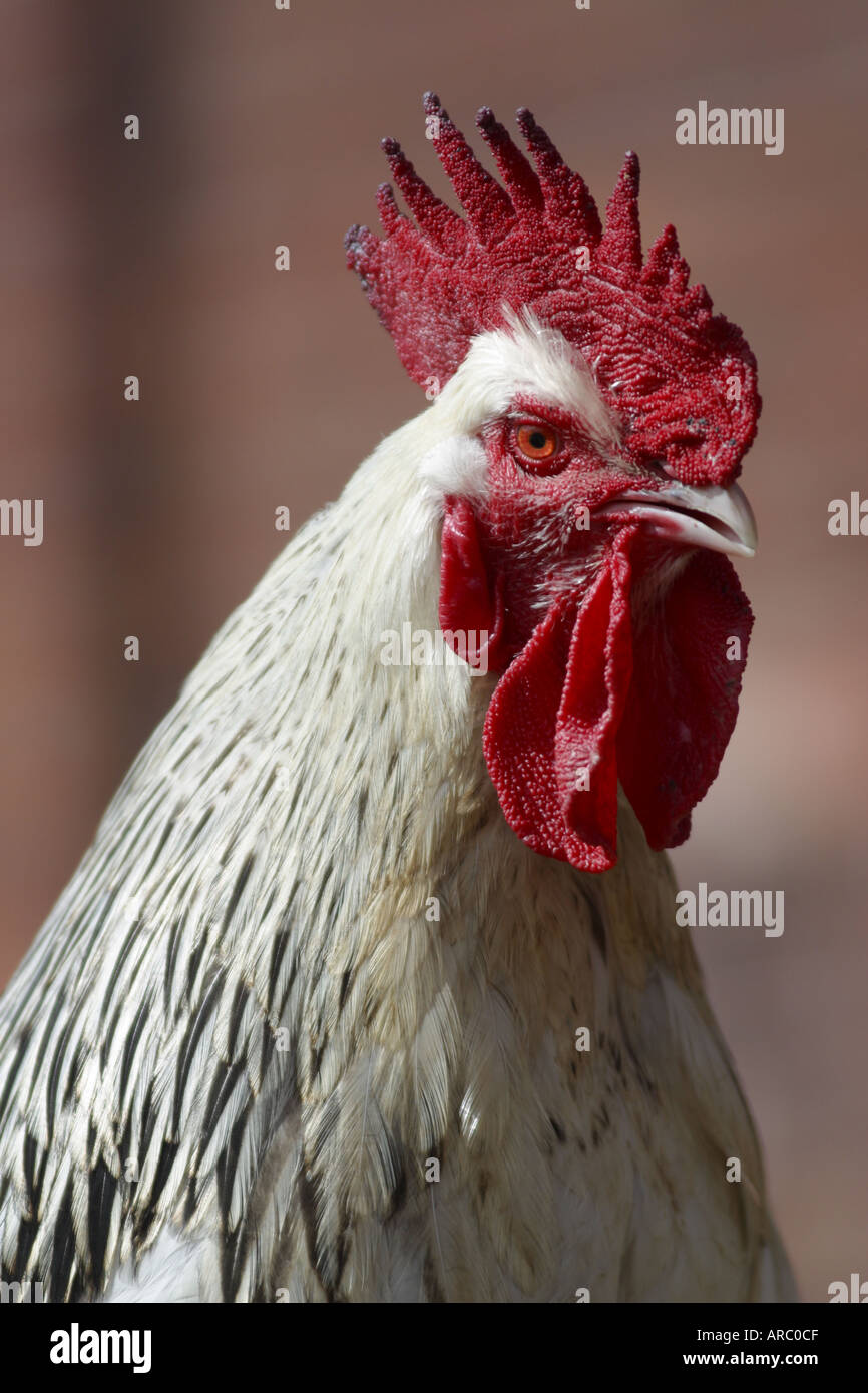 Wattle of cockerel hi-res stock photography and images - Alamy
