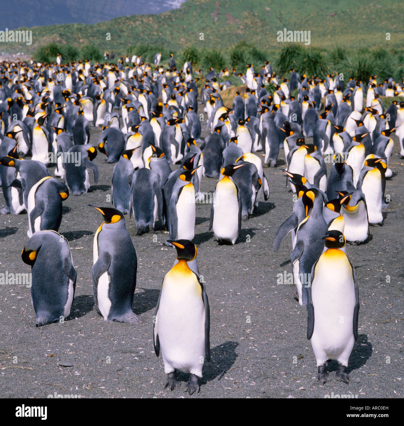 Large group of king penguins on South Georgia, South Atlantic Stock ...