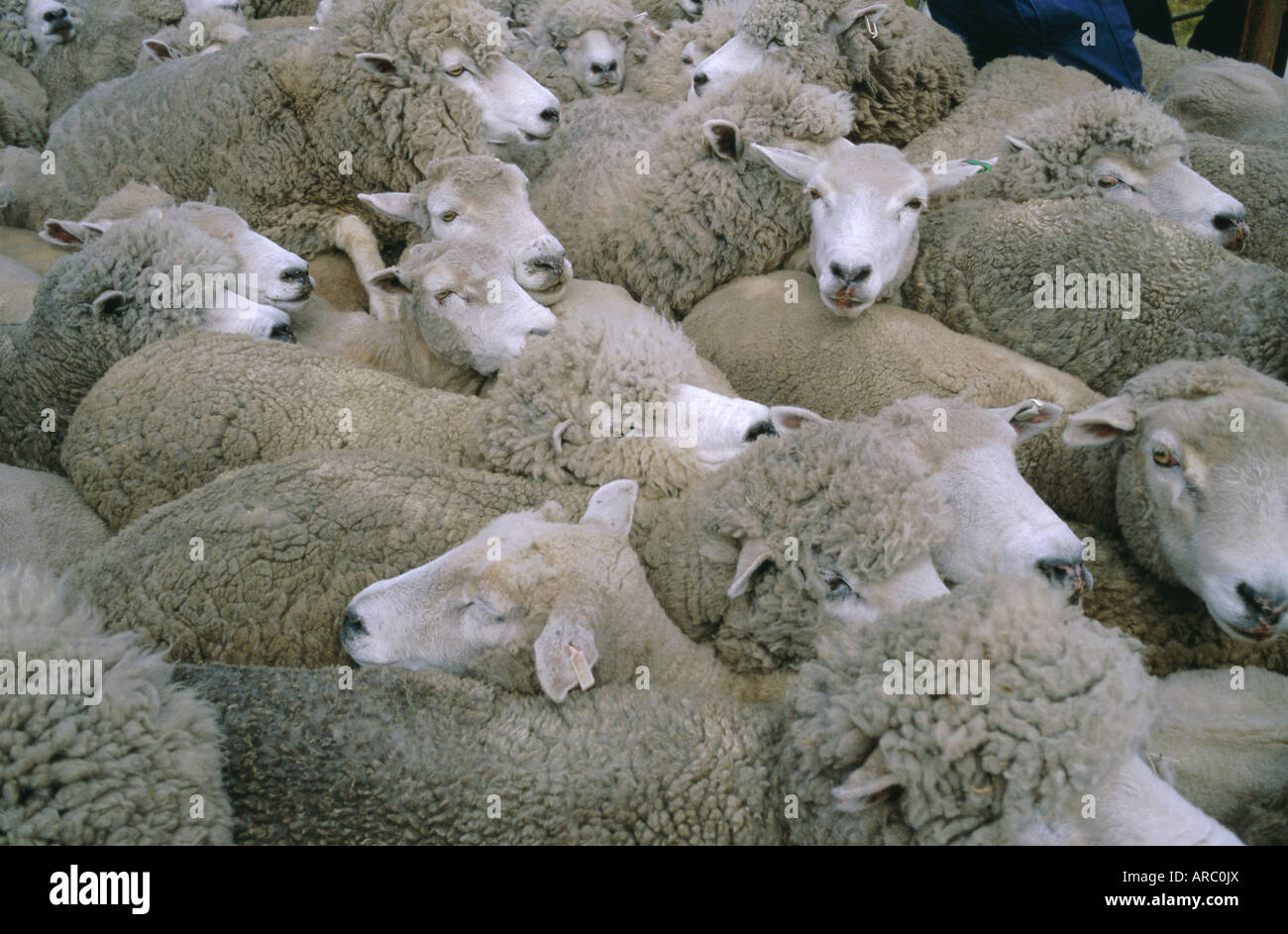 Sheep farming falklands hi-res stock photography and images - Alamy