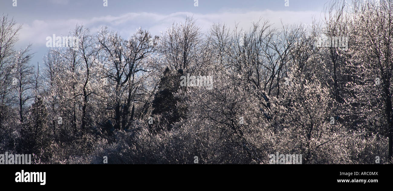 Trees after ice storm hi-res stock photography and images - Alamy