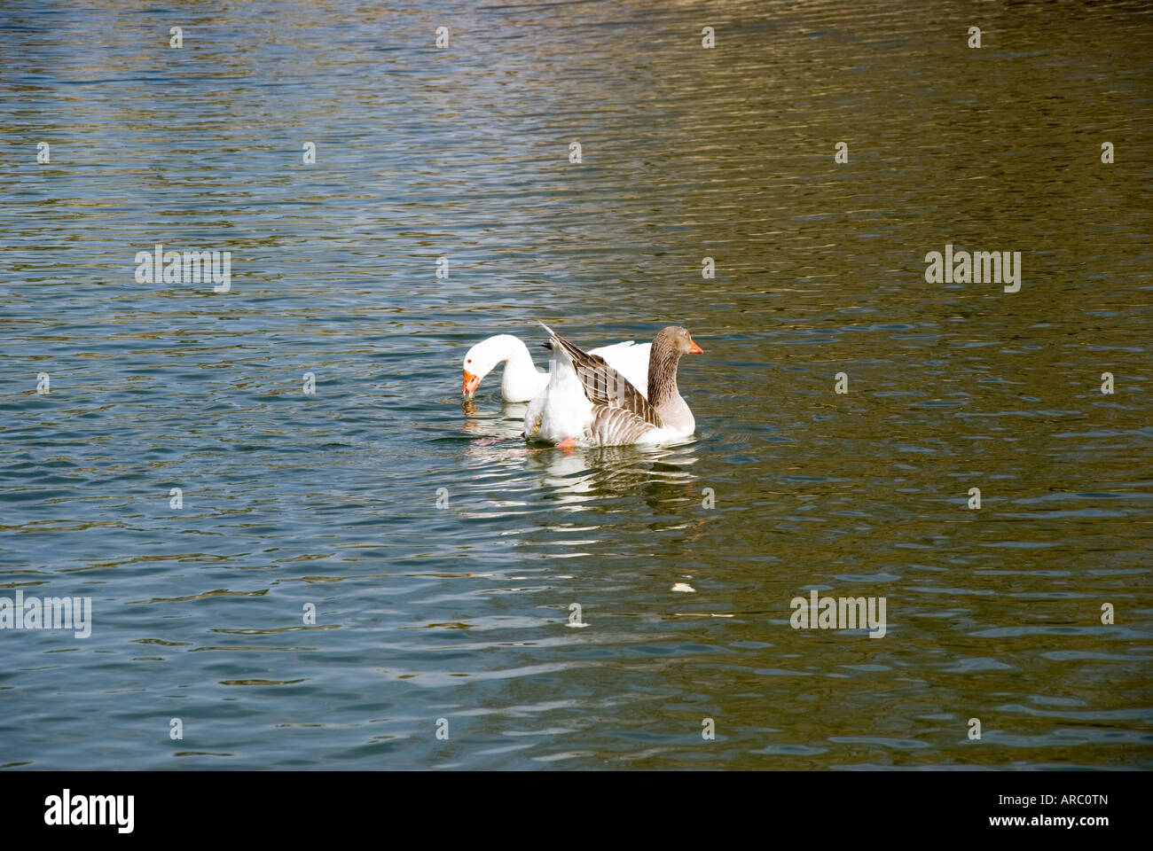 Sapir hi-res stock photography and images - Alamy