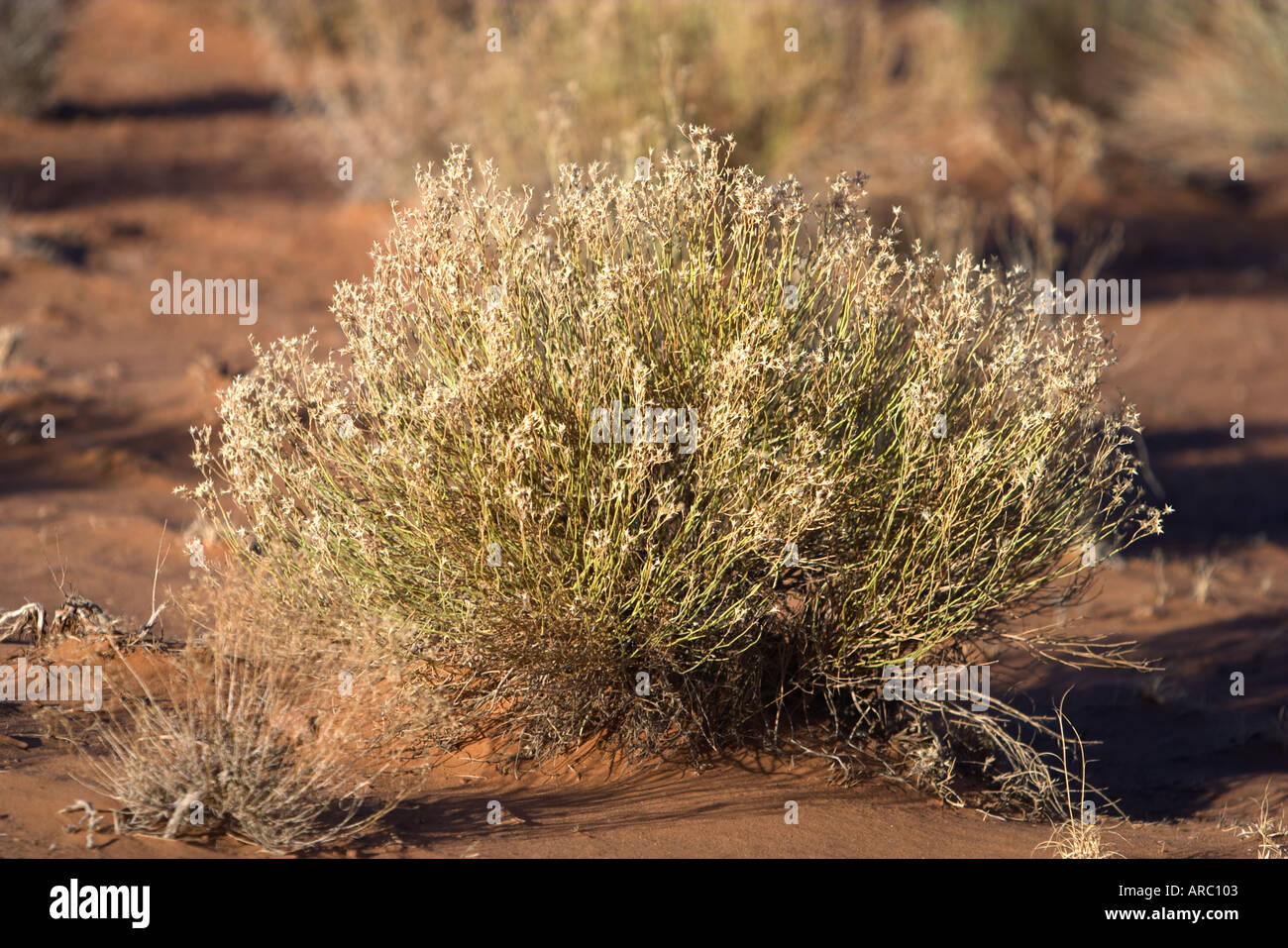 Sage bush growing in the red earth of Monument Valley Stock Photo - Alamy