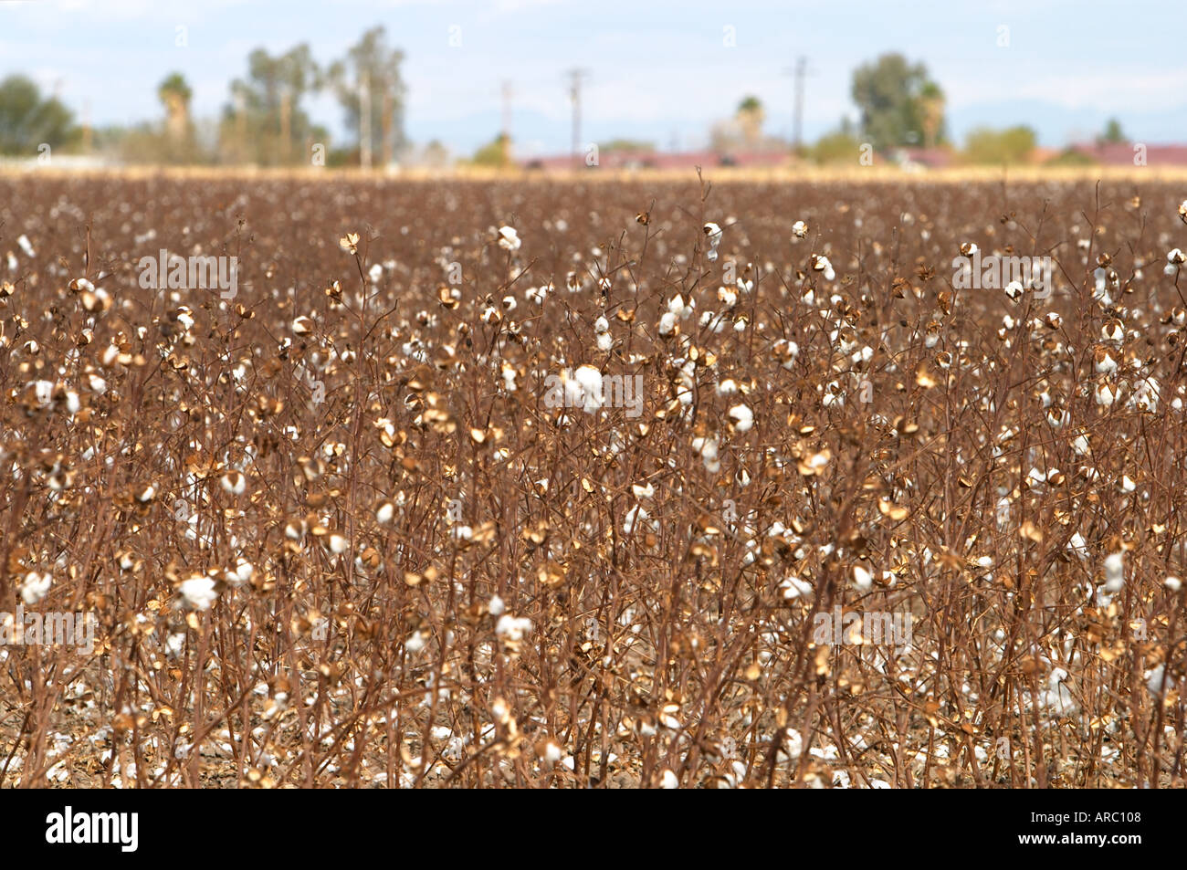Pima Cotton Field at casa Grande Arizona USA Stock Photo - Alamy