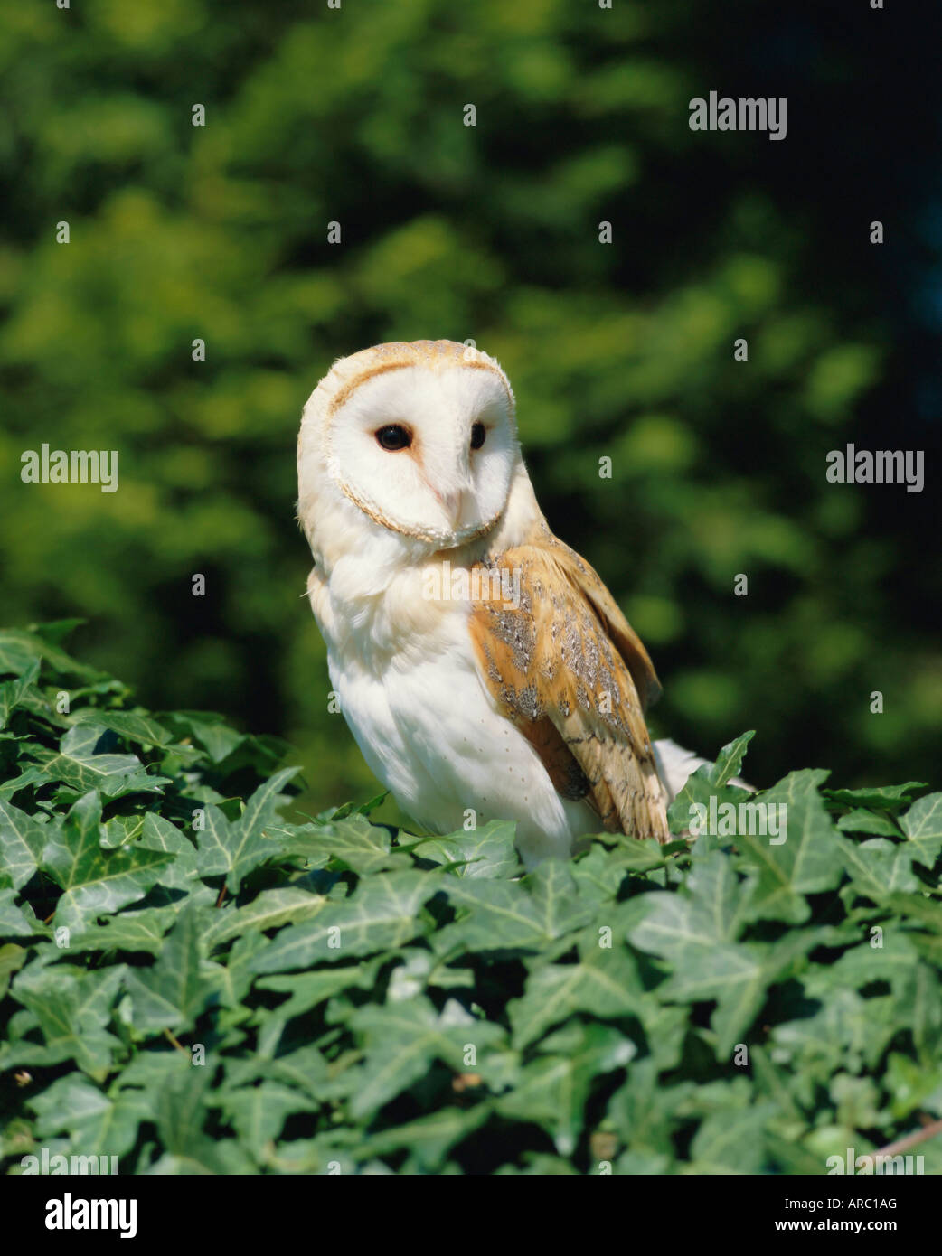 Barn owl tyto alba hi-res stock photography and images - Alamy