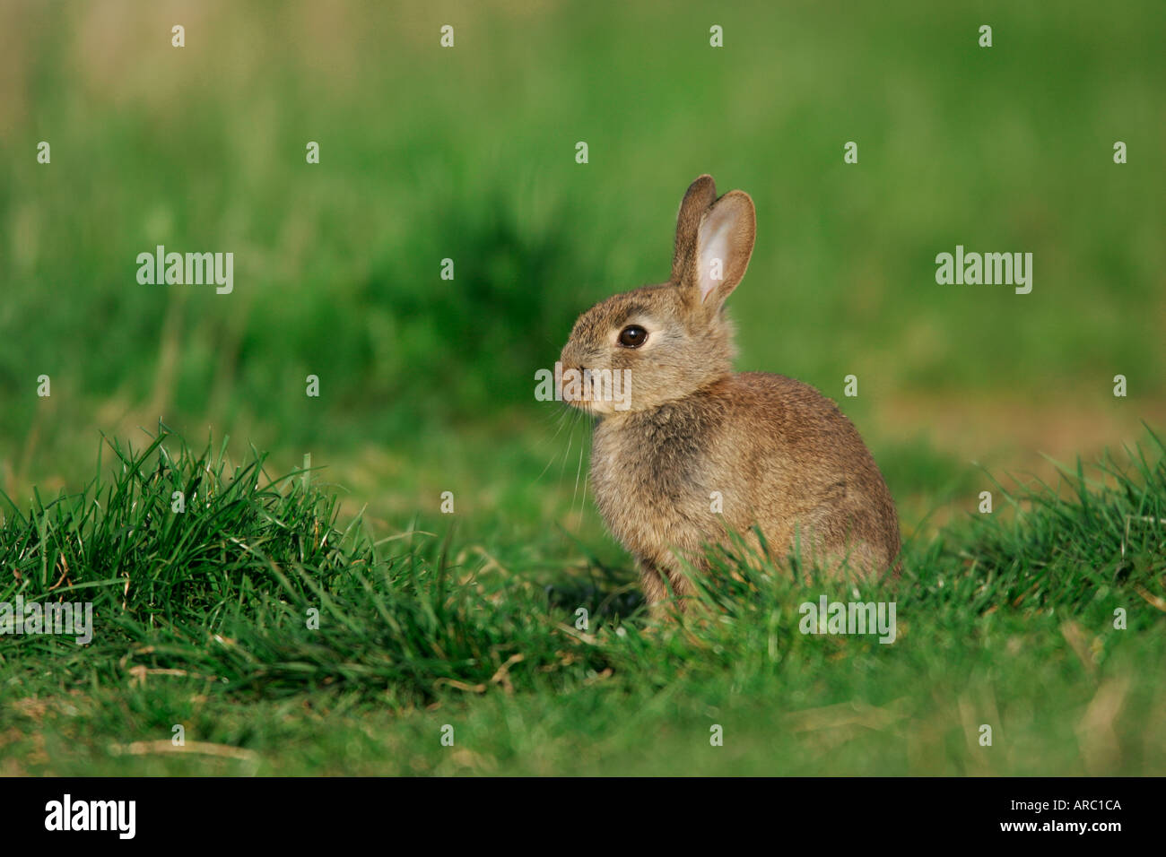 Young Rabbit Oryctolagus cuniculus at burrow entrance potton ...