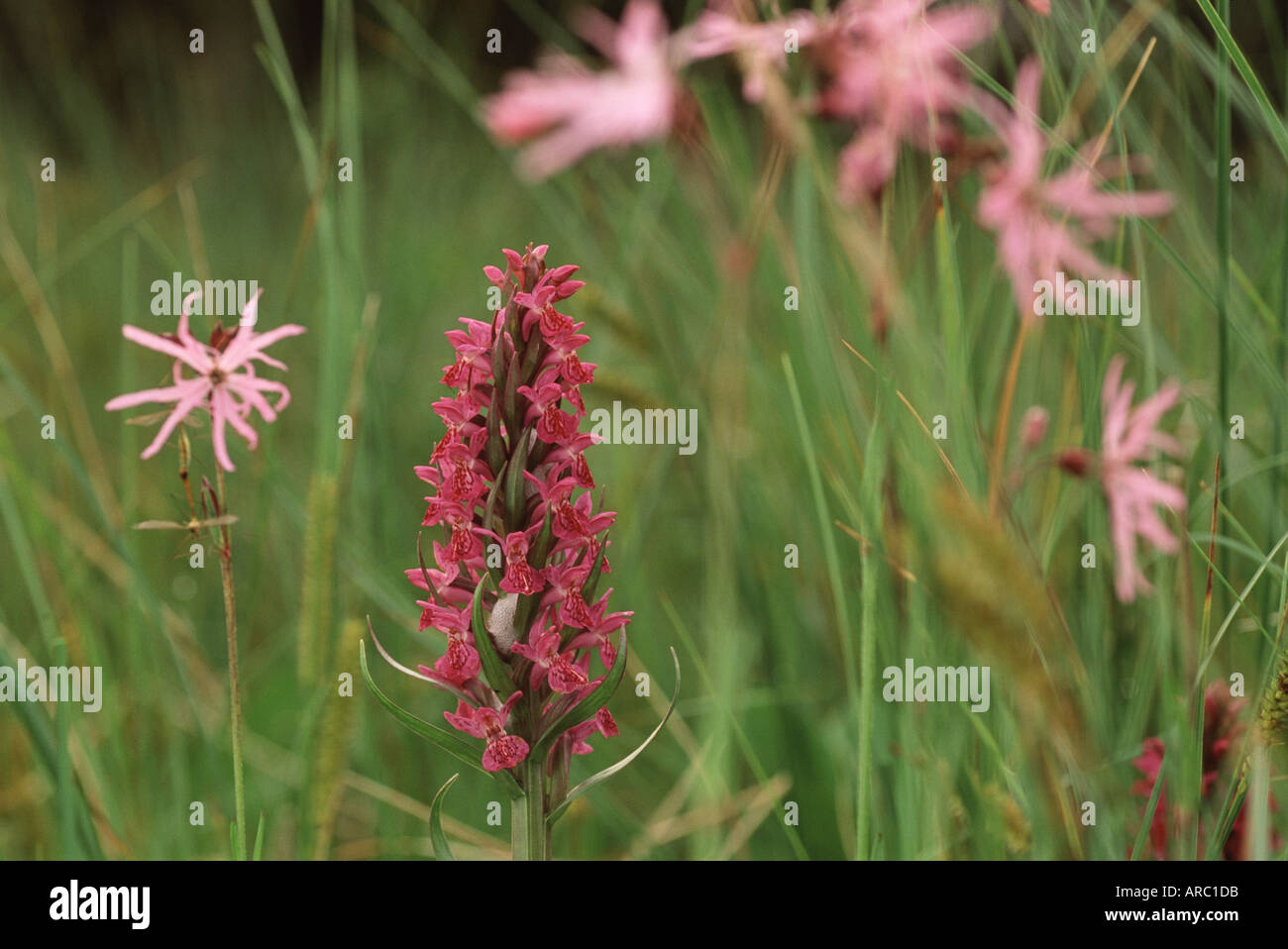 Ragged robin orchid hi-res stock photography and images - Alamy