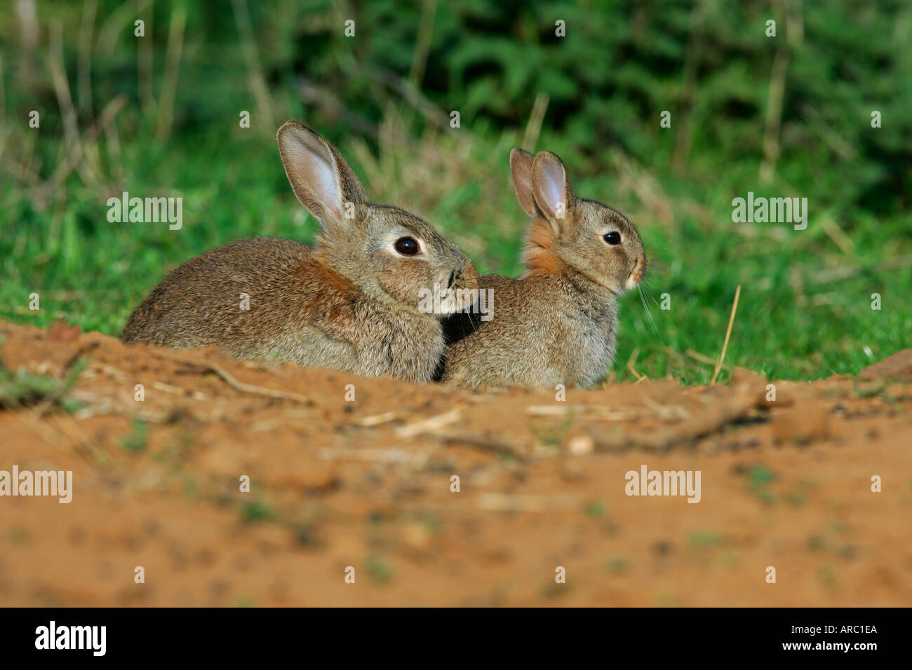Rabbit Oryctolagus cuniculus mother with young at burrow entrance ...