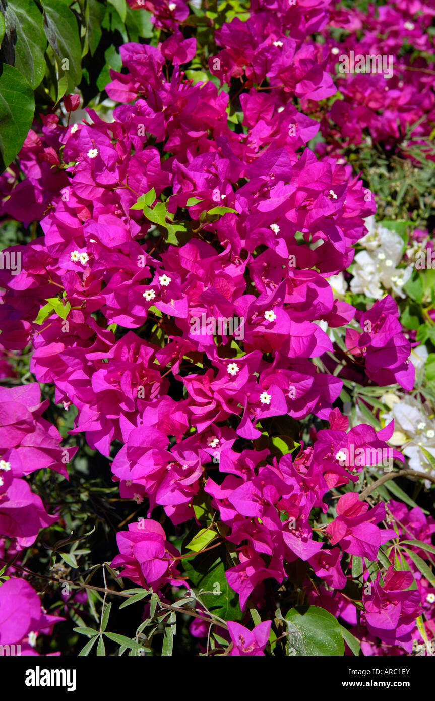 bougainvillea flowers floral purple beautiful cyprus travel tourism ...