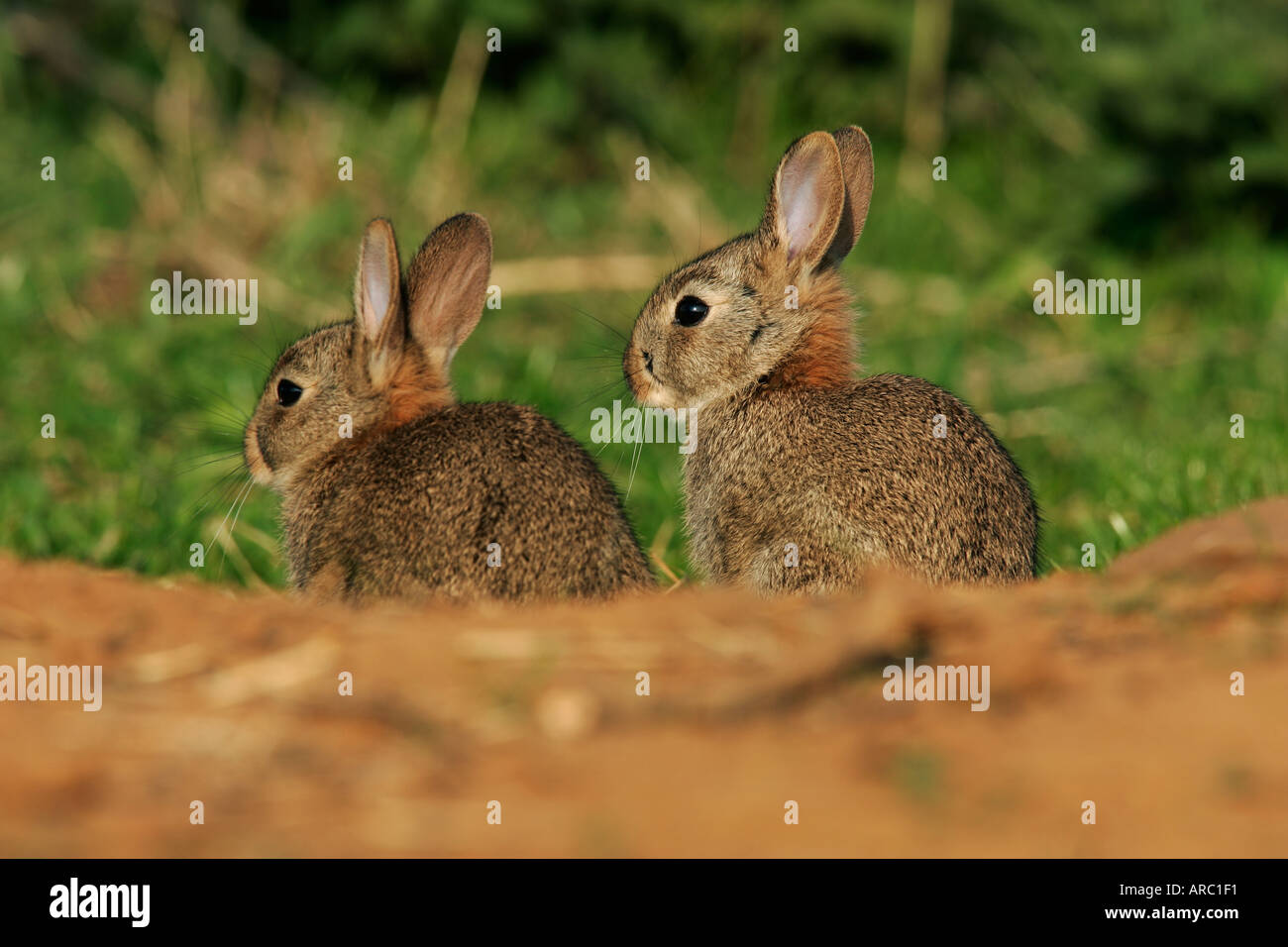 Shooting rabbits hi-res stock photography and images - Alamy