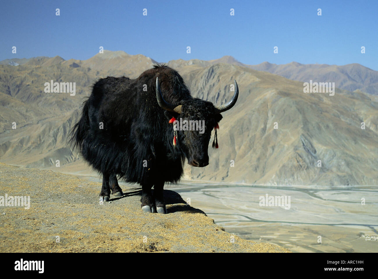 Yak, Tibet, Asia Stock Photo - Alamy